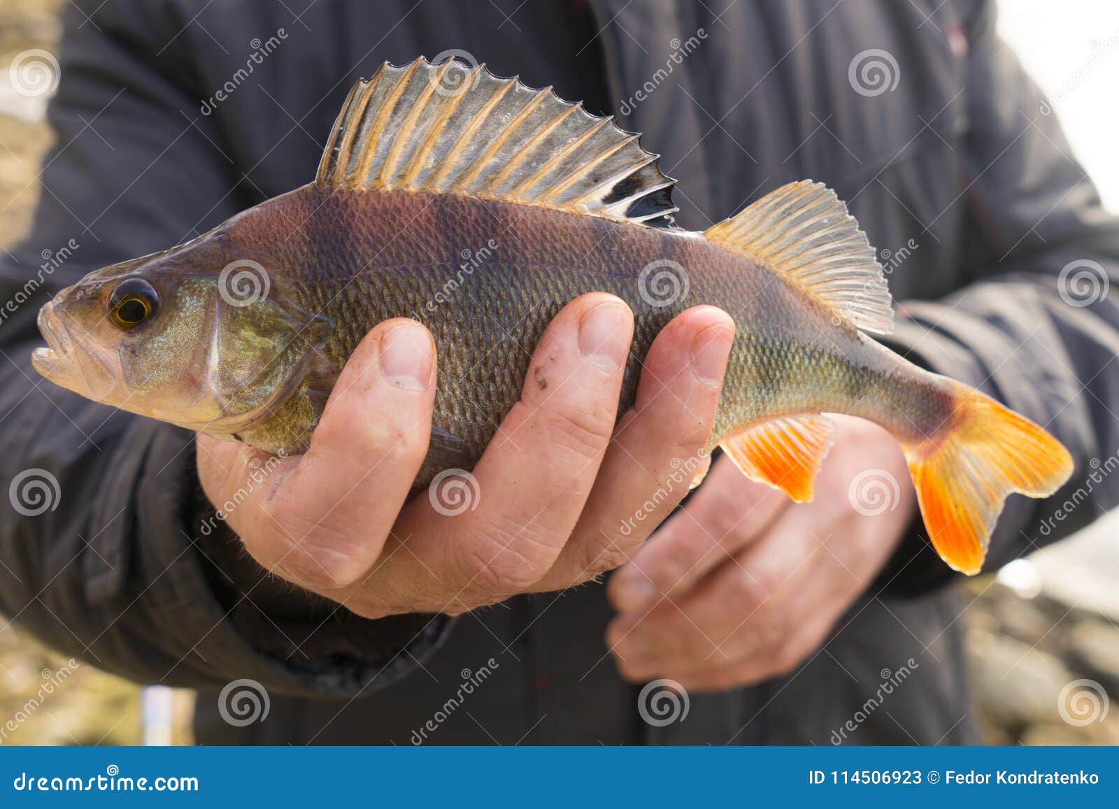 Pertica in Mano Del ` S Dell'uomo Immagine Stock - Immagine di ...