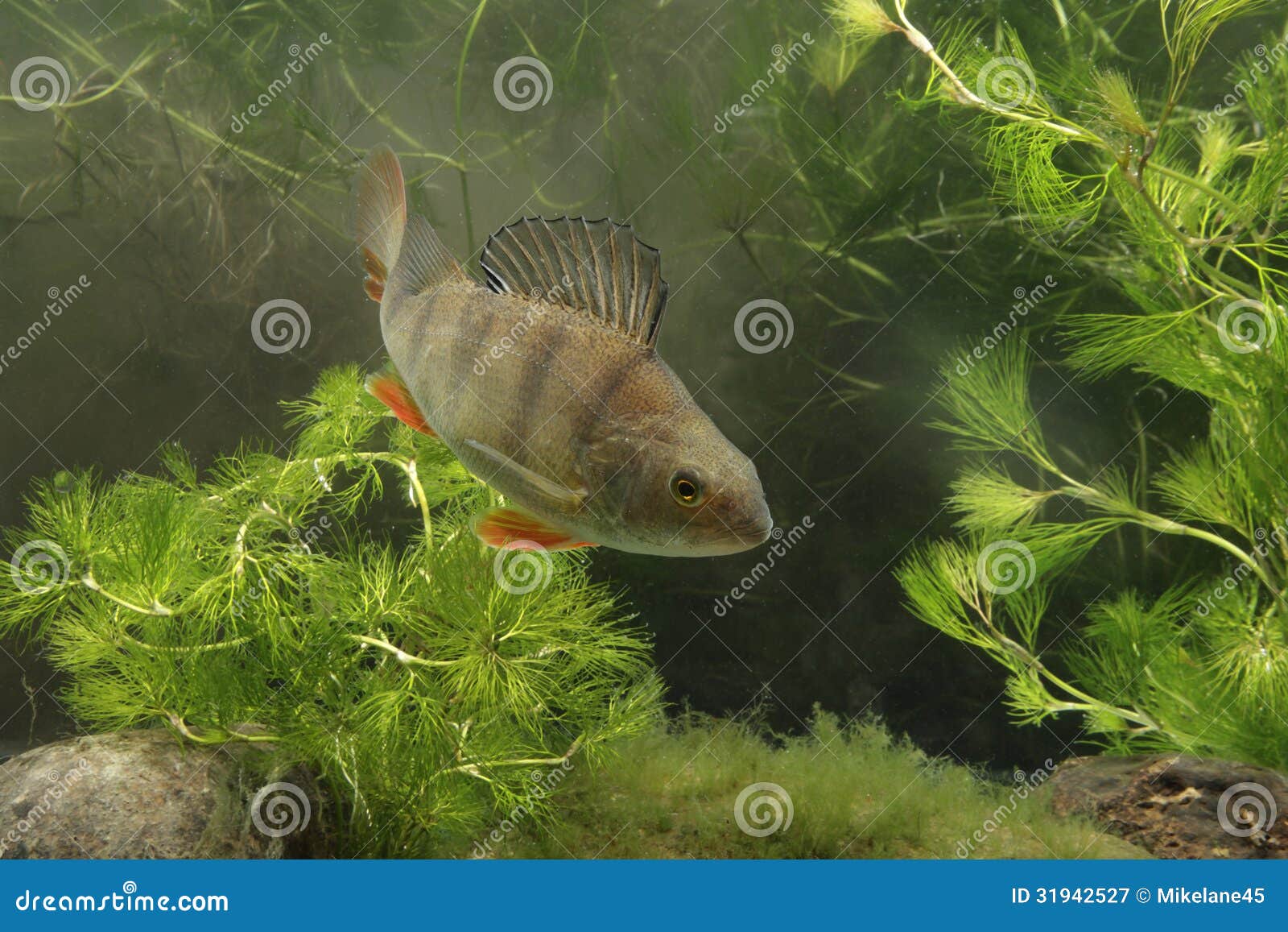 Pertica, perca fluviatilis immagine stock. Immagine di pertica - 31942527