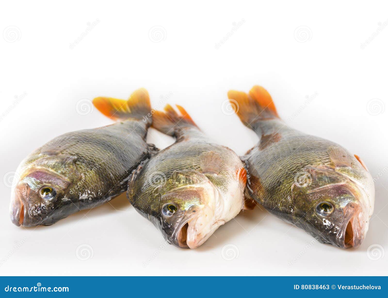 Pertica a Strisce Del Fiume Immagine Stock - Immagine di sano, aletta ...