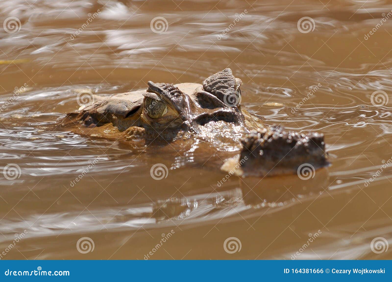 Peru, Amazon Rainforest, the Spectacled White or Common Caiman, Caiman ...