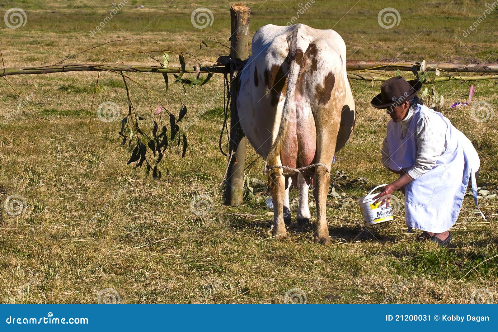Peru cow milking editorial photo. Image of farming, poor - 21200031