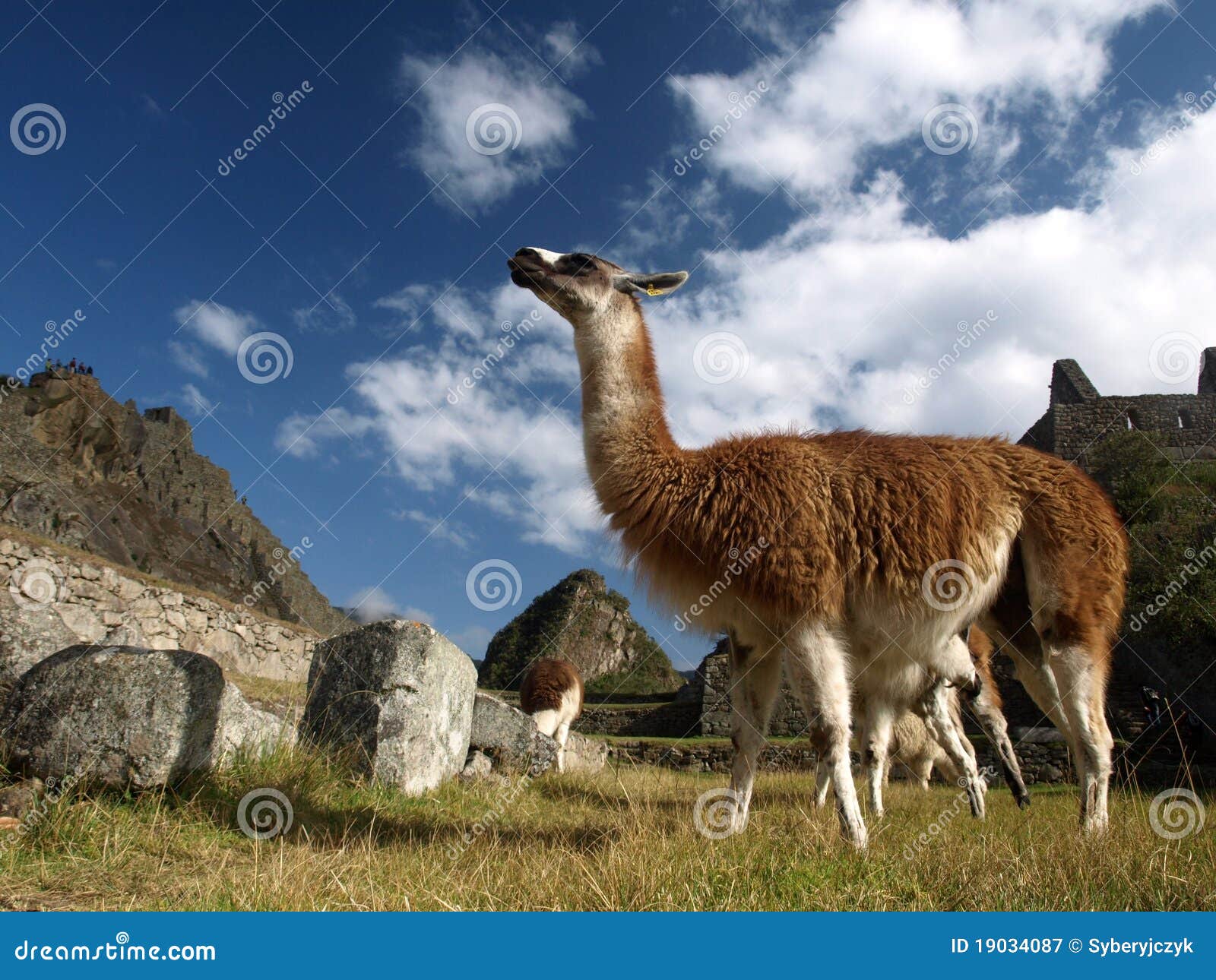 Peru lama stock image. Image of mammals, peru, lama, inca - 19034087