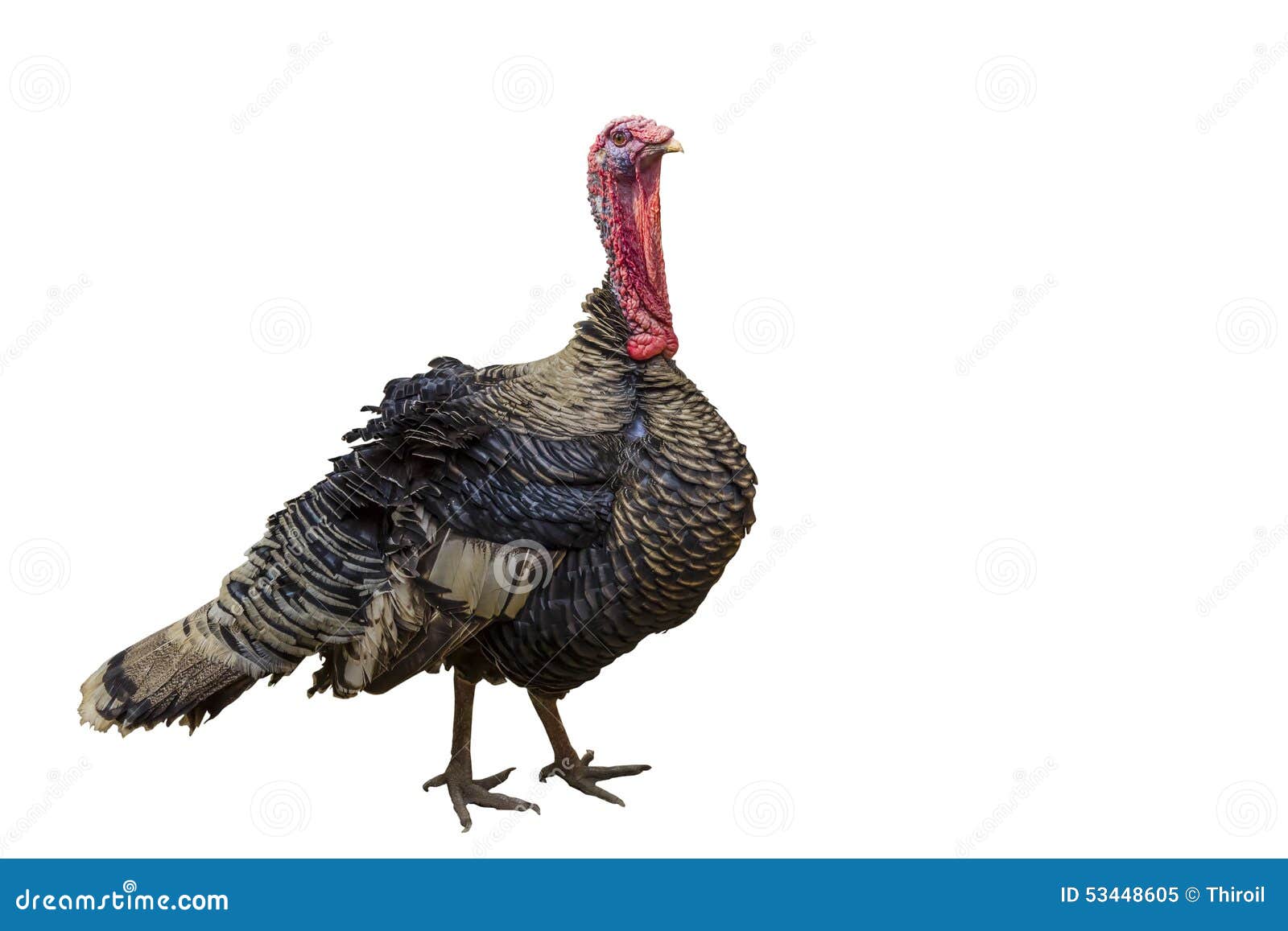 Peru No Fundo Branco Isolado Imagem de Stock - Imagem de animais ...