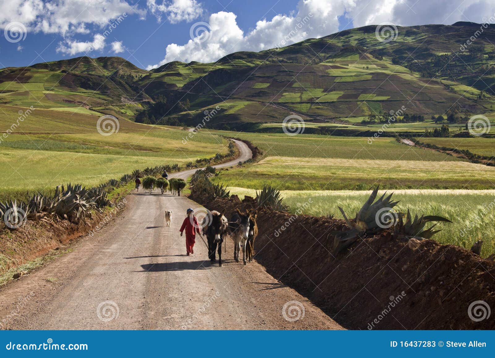 Peru - O Campo Elevado Nos Andes Aproxima Urubamba Foto de Stock ...
