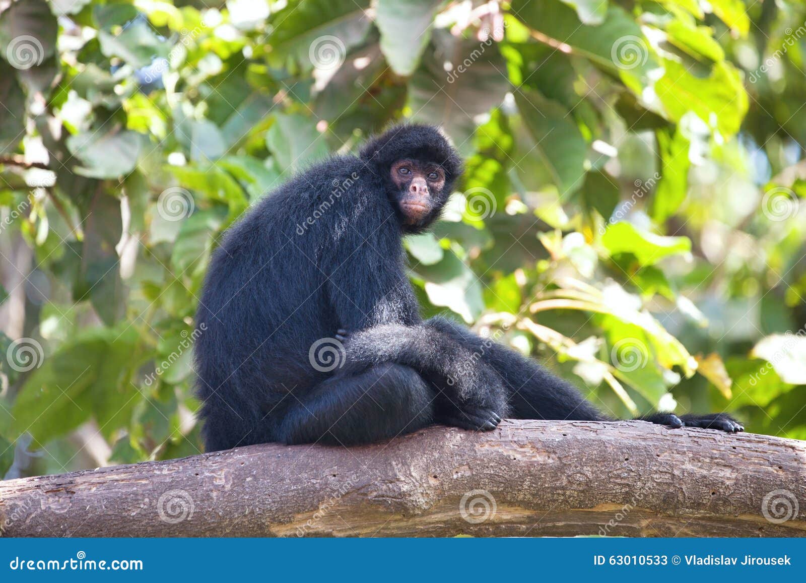 Peruanische Klammeraffe, Ateles Chamek, Sitzend in Einem Baum Stockbild ...