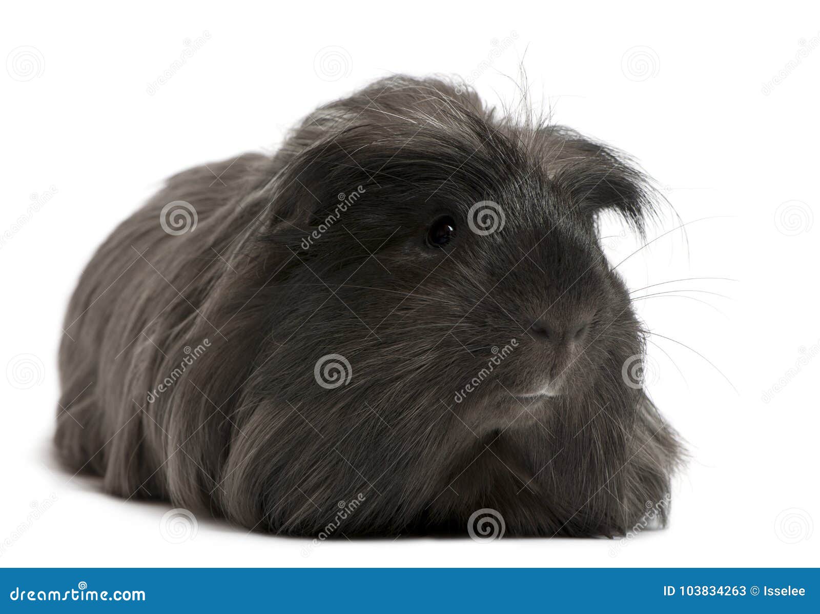 Peruviaans Proefkonijn, Cavia-porcellus Stock Afbeelding - Image of één ...