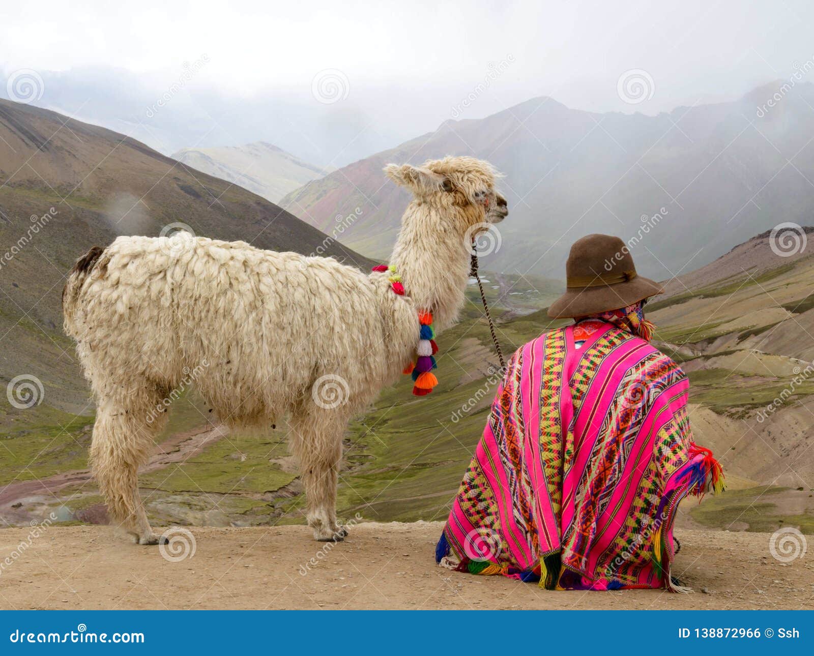 Peruvian Alpaca Family - Vicugna Pacos Royalty-Free Stock Image ...