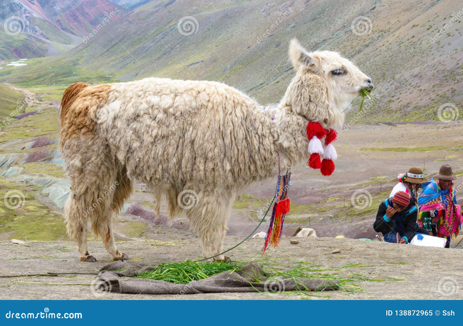 Peruvian Alpaca Family - Vicugna Pacos Royalty-Free Stock Image ...