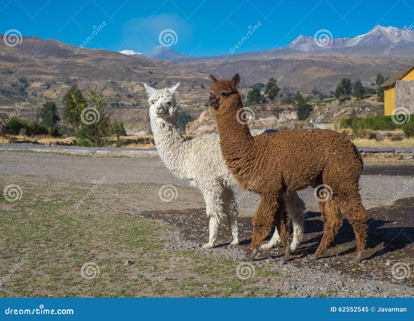 Peruvian alpacas stock image. Image of mountains, alpaca - 62552545