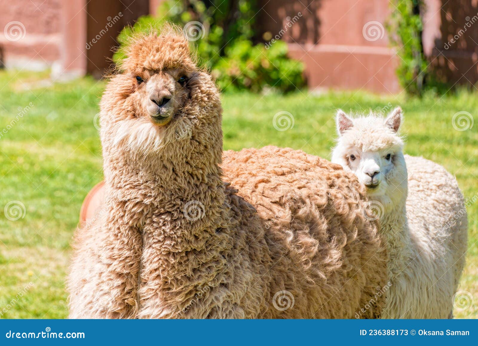 Peruvian Alpacas on the Shores of Lake Titicaca Stock Image - Image of ...