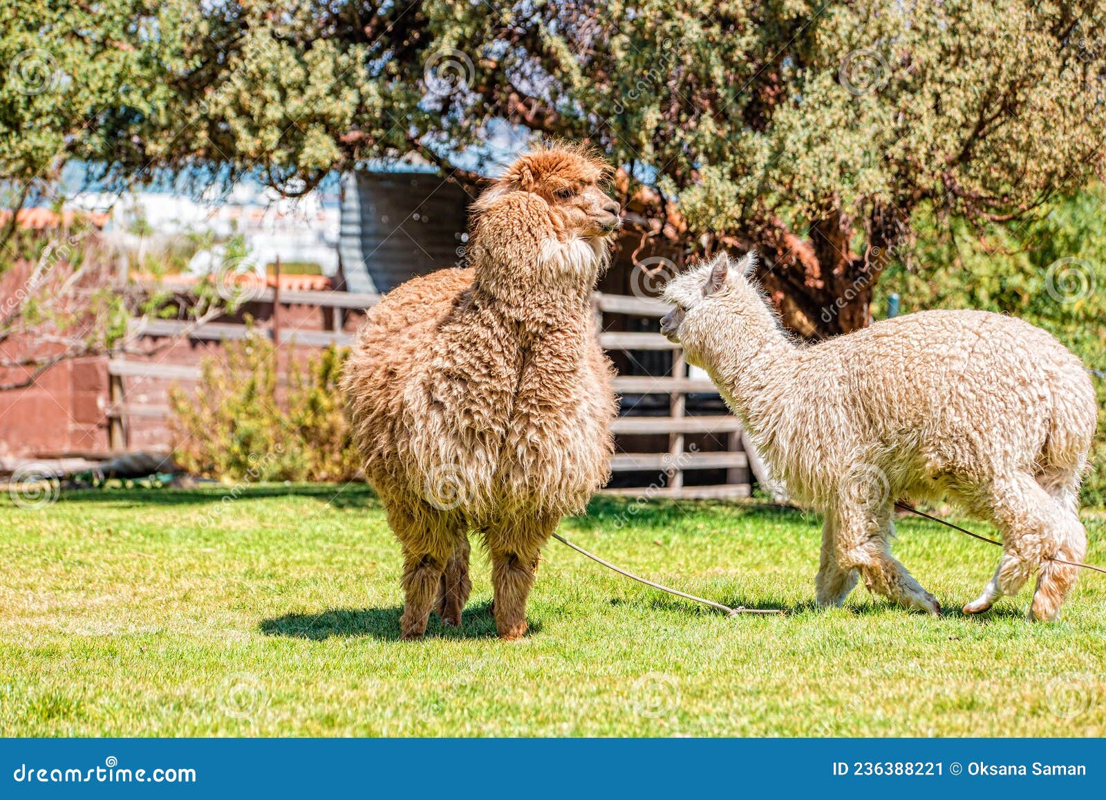 Peruvian Alpacas on the Shores of Lake Titicaca Stock Image - Image of ...