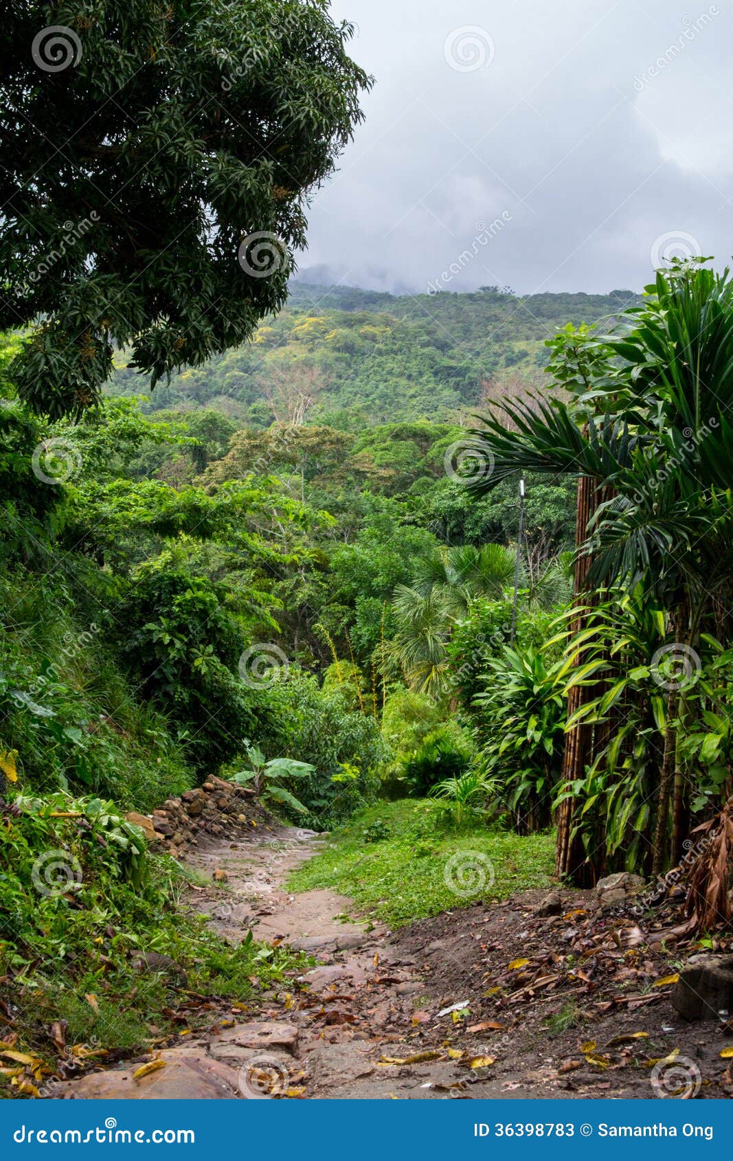 Peruvian Amazon Jungle (Tarapoto) Stock Image - Image of peruvian ...
