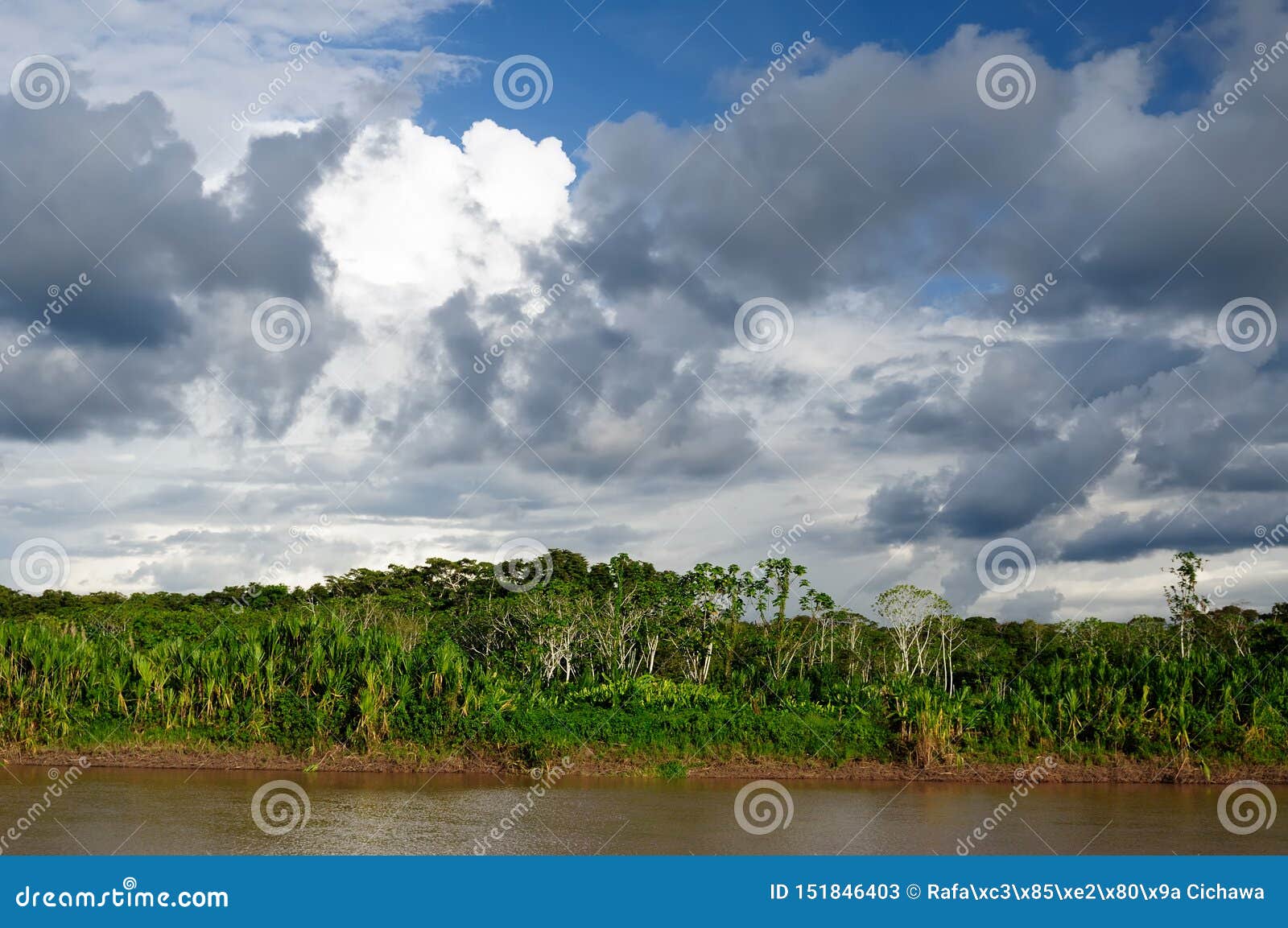 Peruvian Amazonas stock image. Image of botanic, trees - 151846403