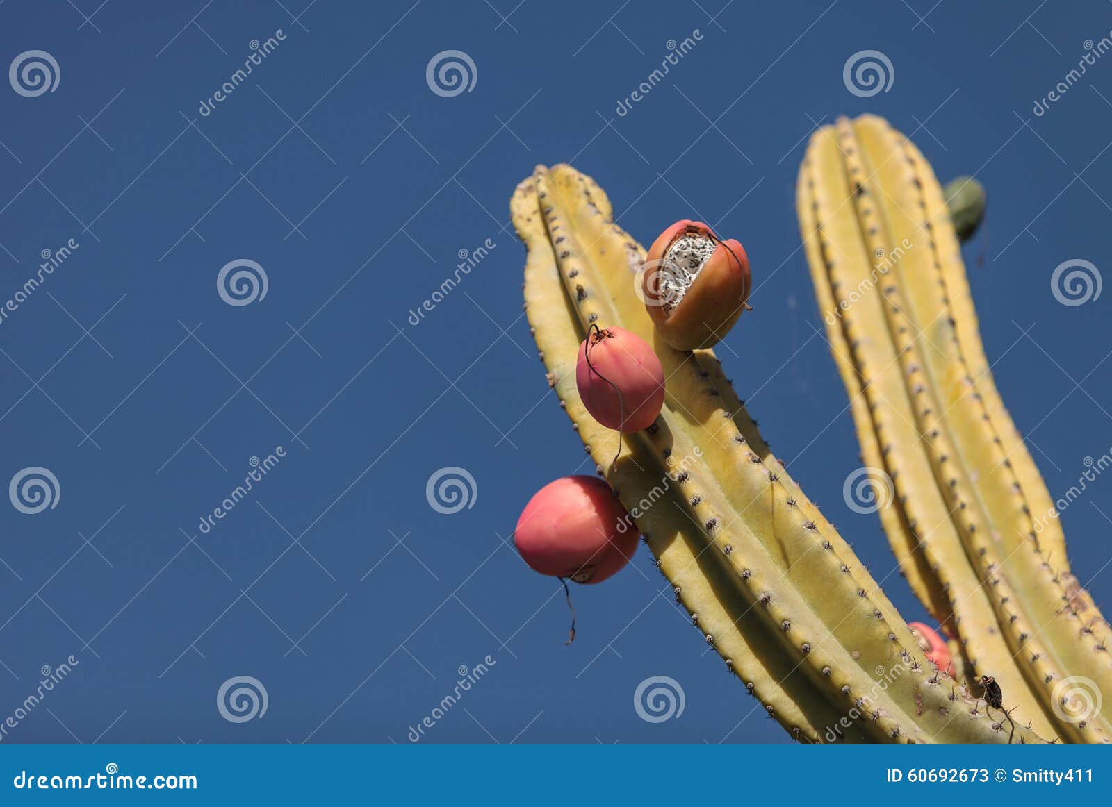 Peruvian Apple Cactus, Cereus Repandus Stock Image - Image of green ...