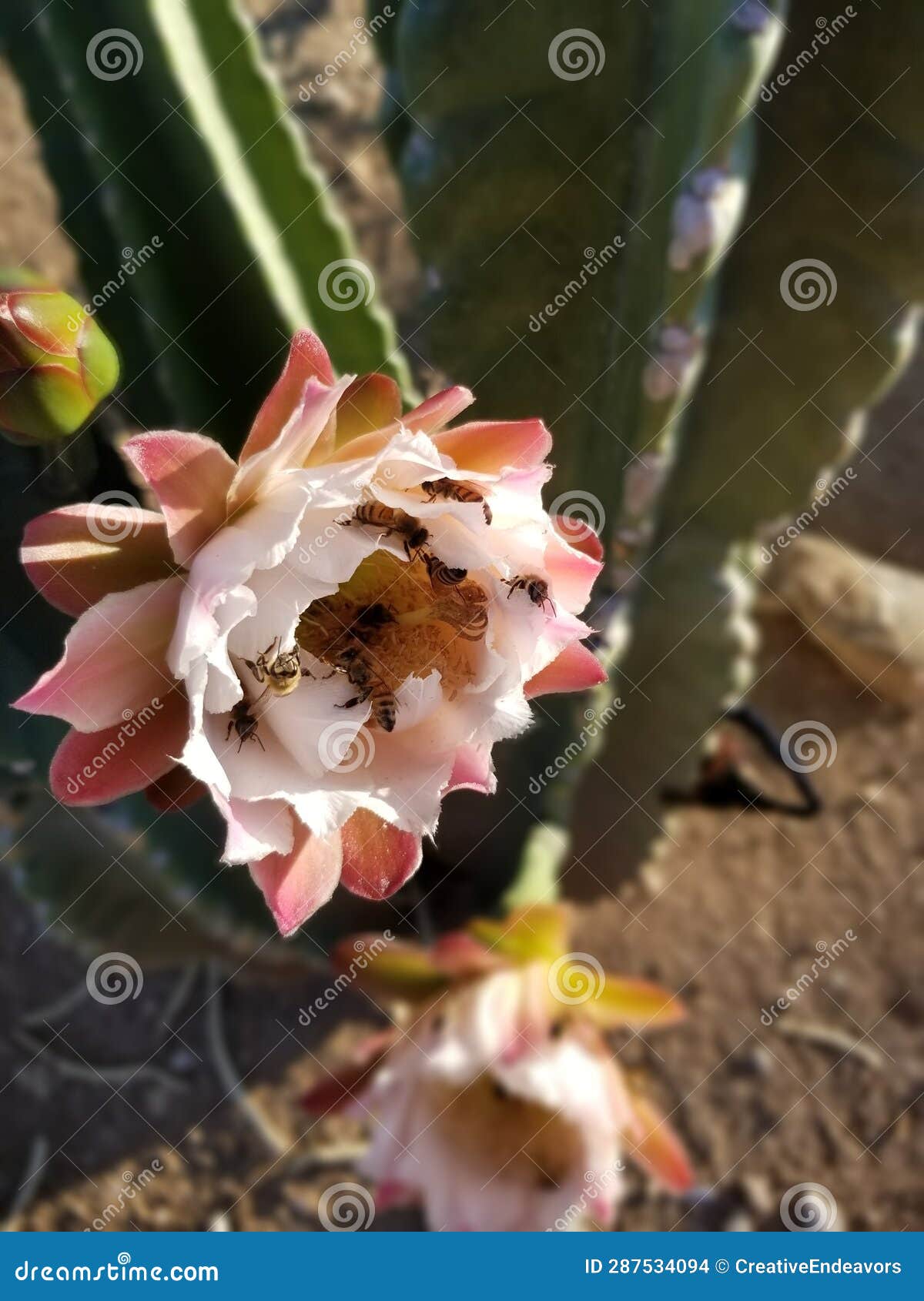 Peruvian Apple Cactus Flower with Bee Pollinators Stock Photo - Image ...