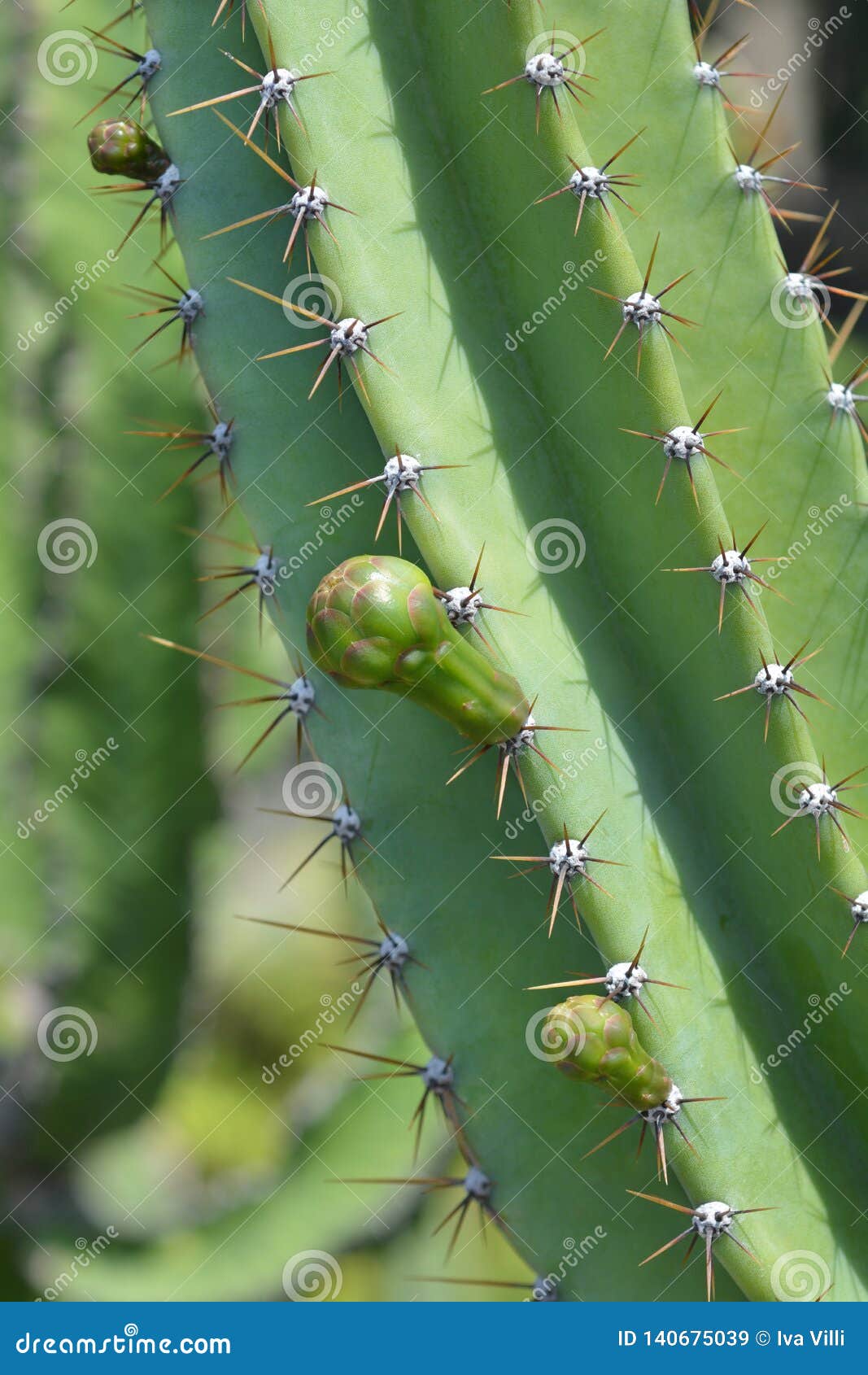 Peruvian apple cactus stock image. Image of green, thorn - 140675039