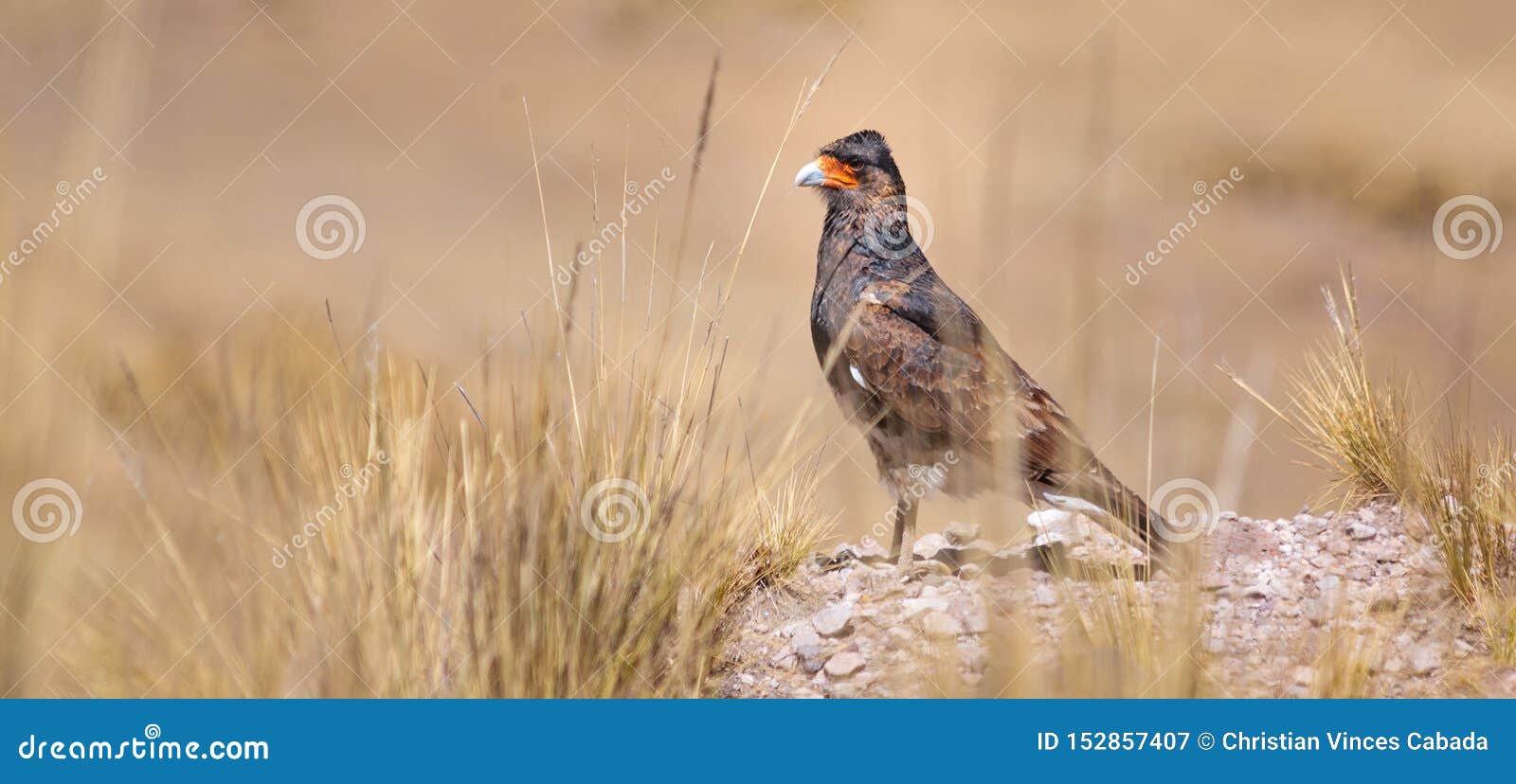 Peruvian bird in nature stock image. Image of altitude - 152857407