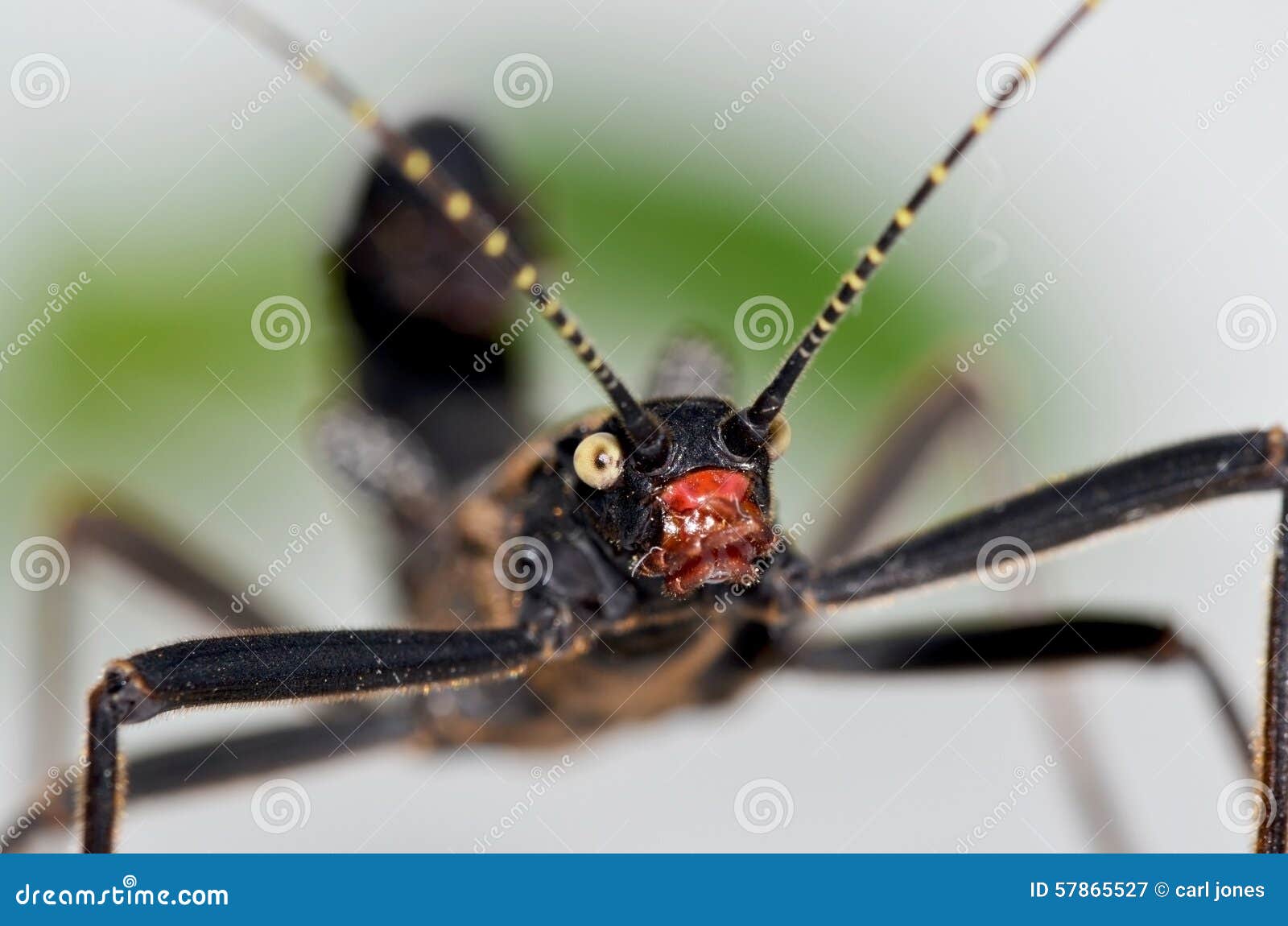 Peruvian Black Beauty Stick Insect Head Shot Stock Image - Image of ...