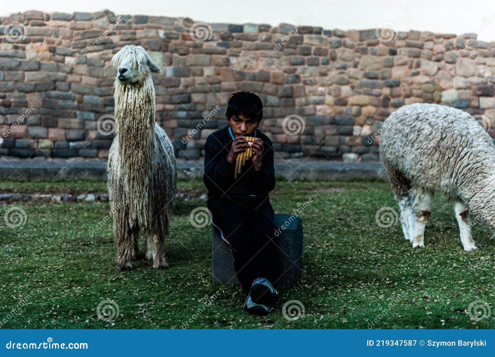 Peruvian Boy Sitting with Llamas Editorial Photography - Image of ...