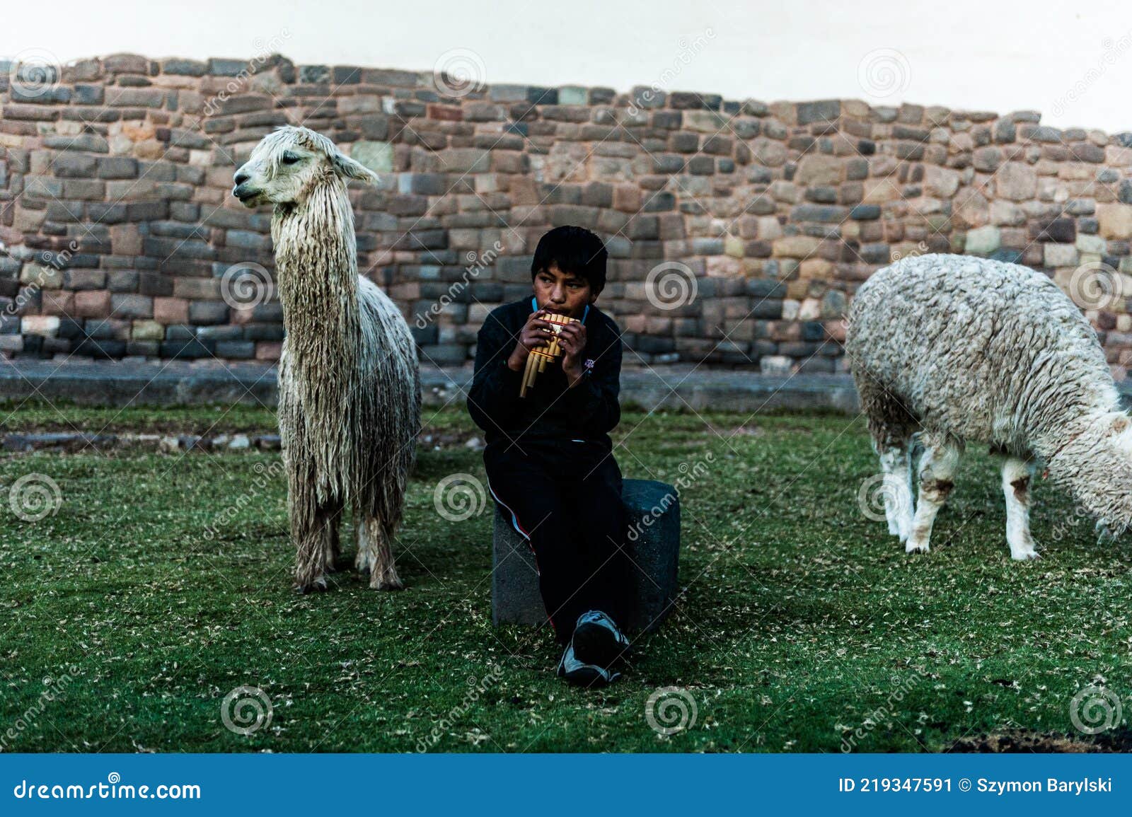 A Peruvian Boy With Llamas In Cusco In Peru. Editorial Image ...