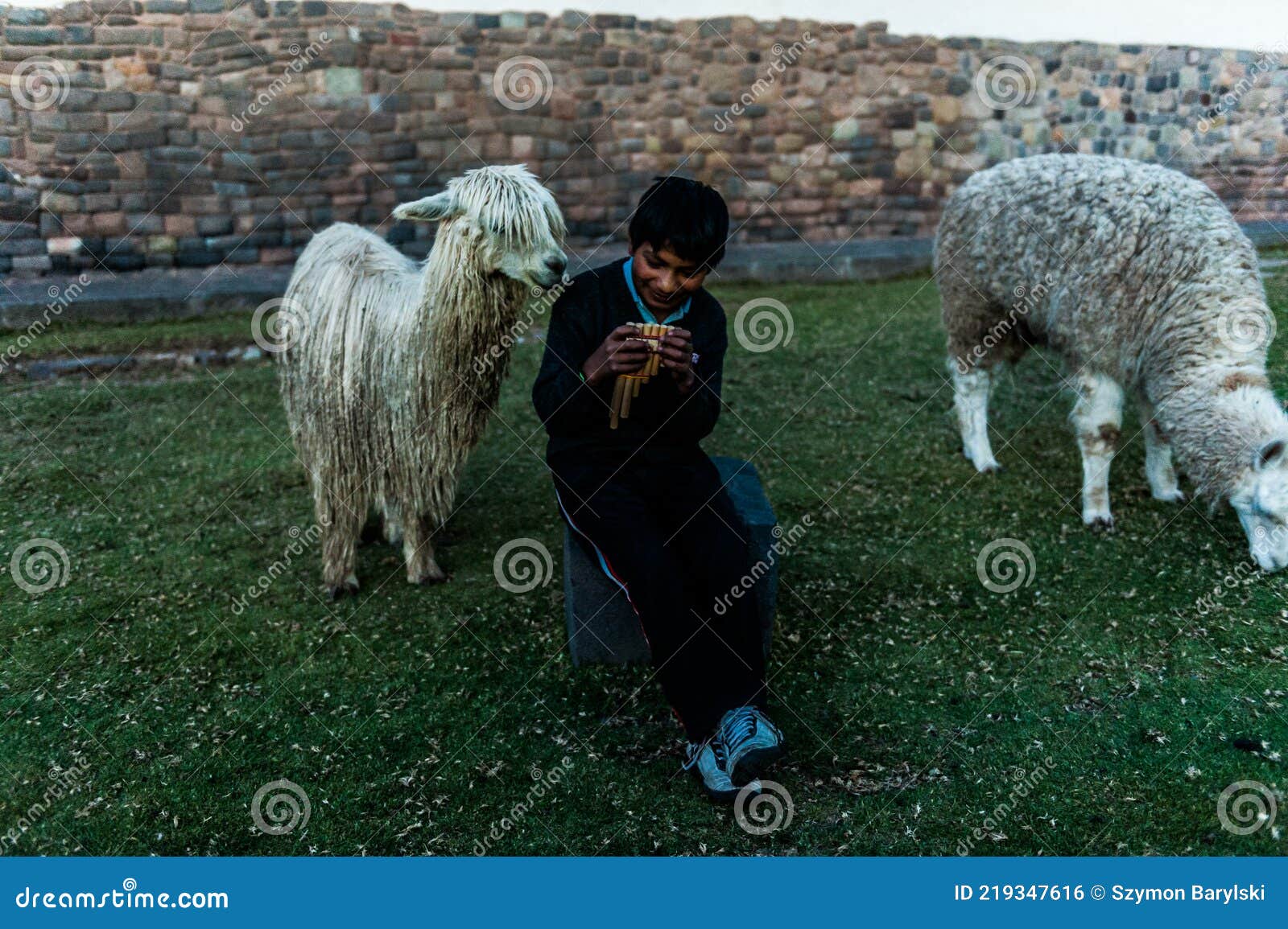 Peruvian Boy Sitting with Llamas Editorial Photo - Image of folk ...