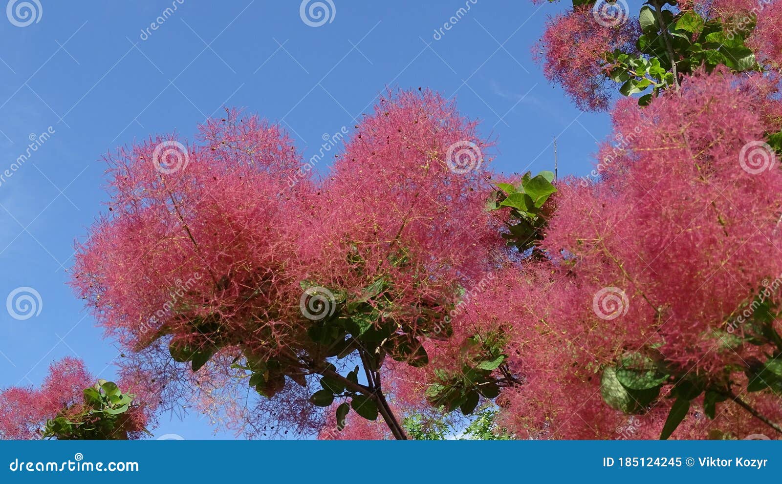 Peruvian Bush Blooms Pink Against a Blue Sky. Stock Image - Image of ...