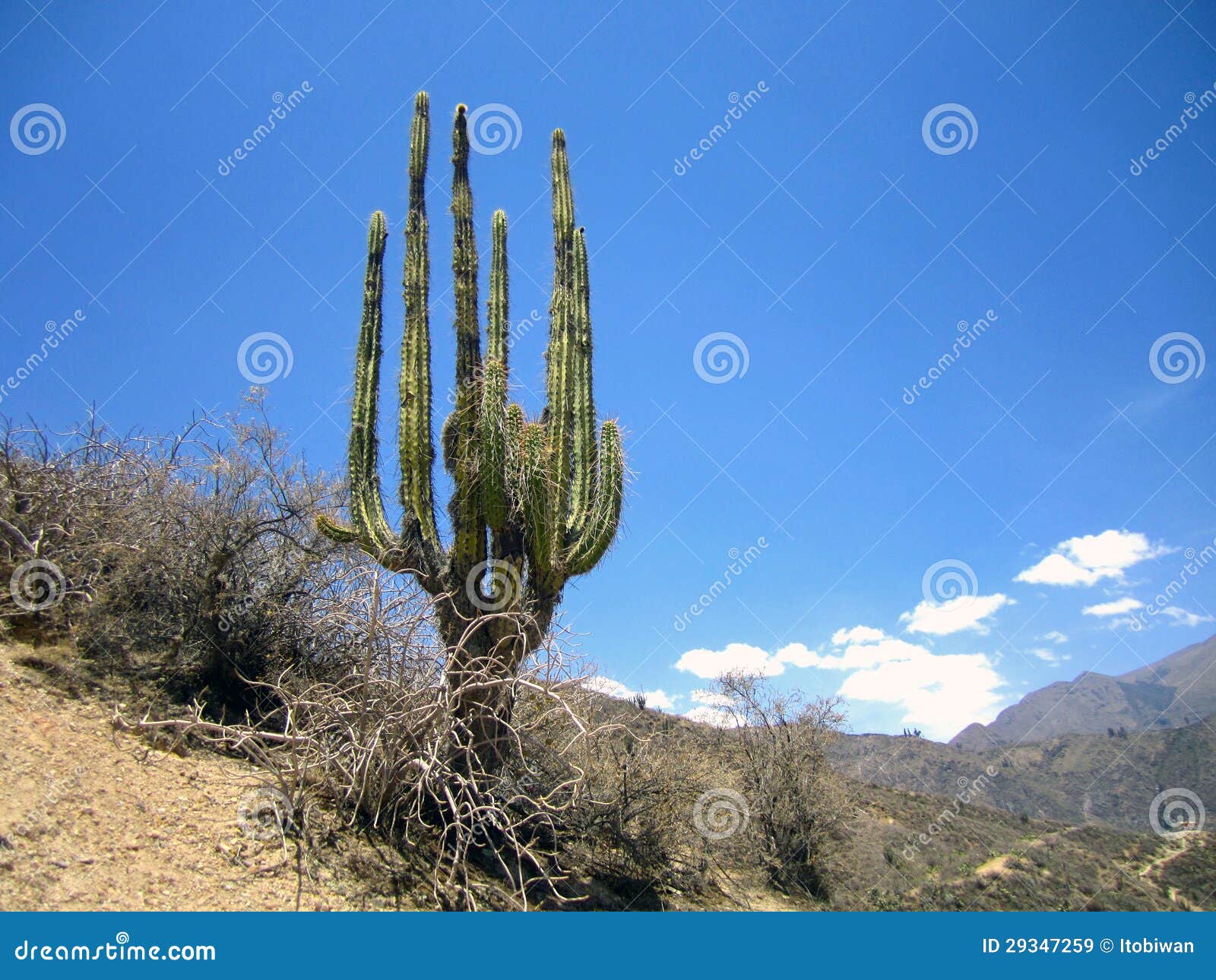 Peruvian Cactus stock image. Image of space, green, plant - 29347259
