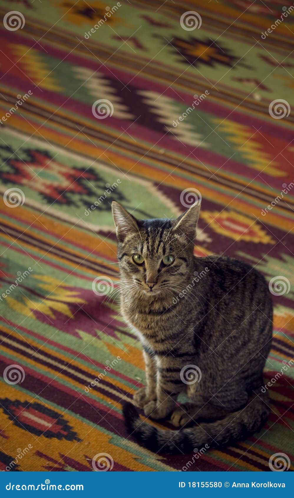 Peruvian cat stock photo. Image of adult, nice, color - 18155580