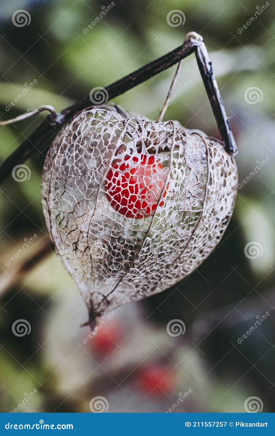 Peruvian Cockroach or Love in Cage Red Fruit in the Garden Stock Image ...