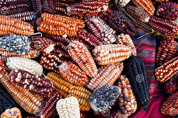 Peruvian Corn stock photo. Image of yellow, corn, organic - 21225110