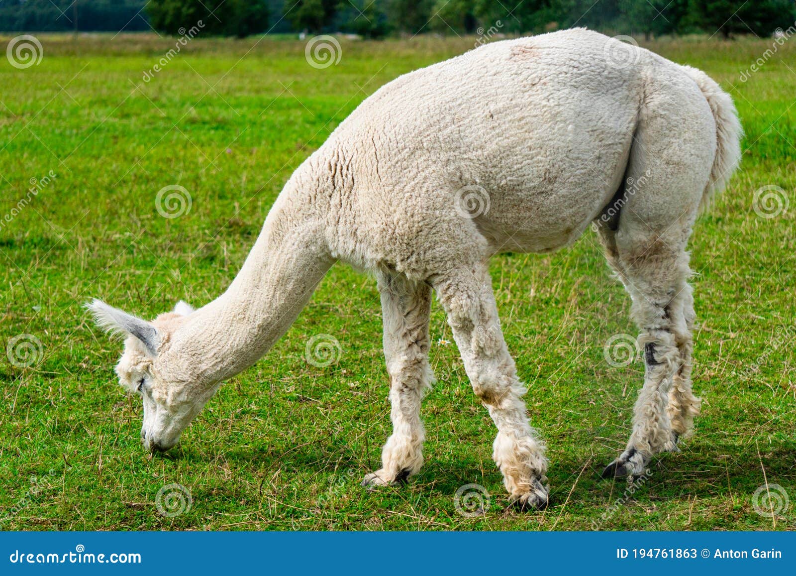 Peruvian Cute Trimmed Alpaca on the Alpaca Farm Stock Image - Image of ...
