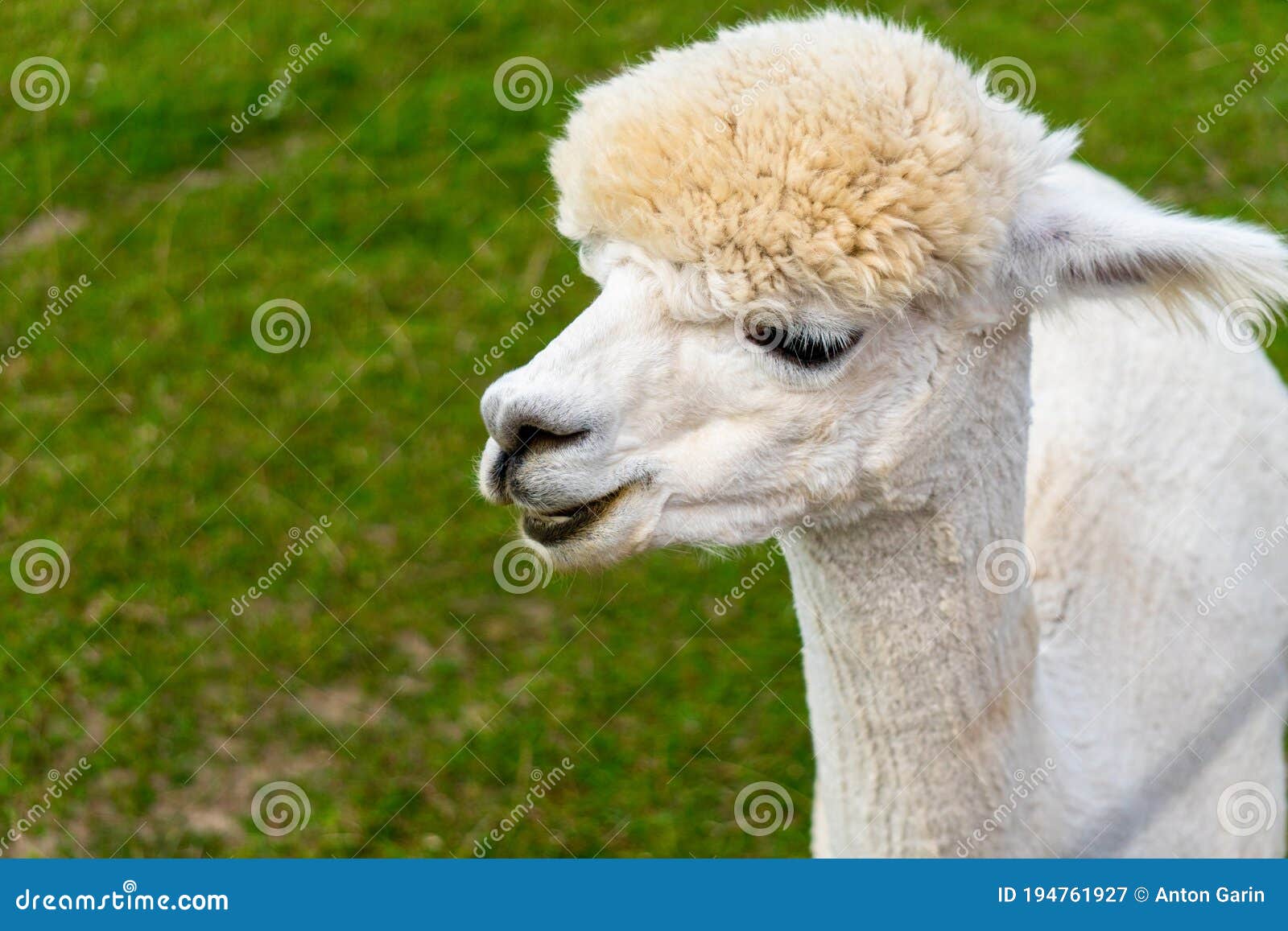 Peruvian Cute Trimmed Alpaca on the Alpaca Farm Stock Image - Image of ...