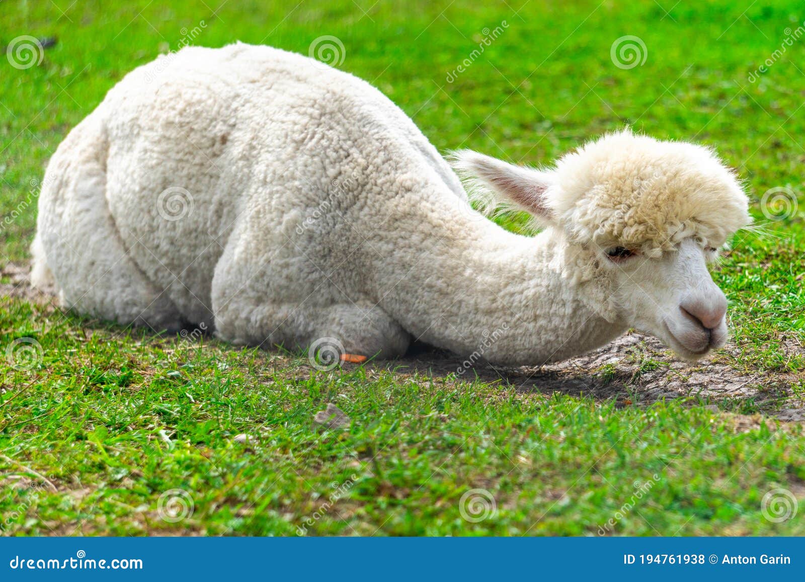 Peruvian Cute Trimmed Alpaca on the Alpaca Farm Stock Photo - Image of ...