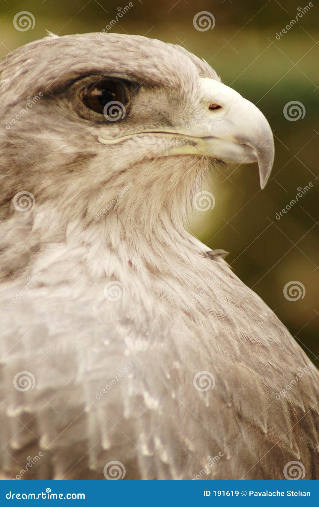 Peruvian eagle stock image. Image of autonomy, eagle, freedom - 191619