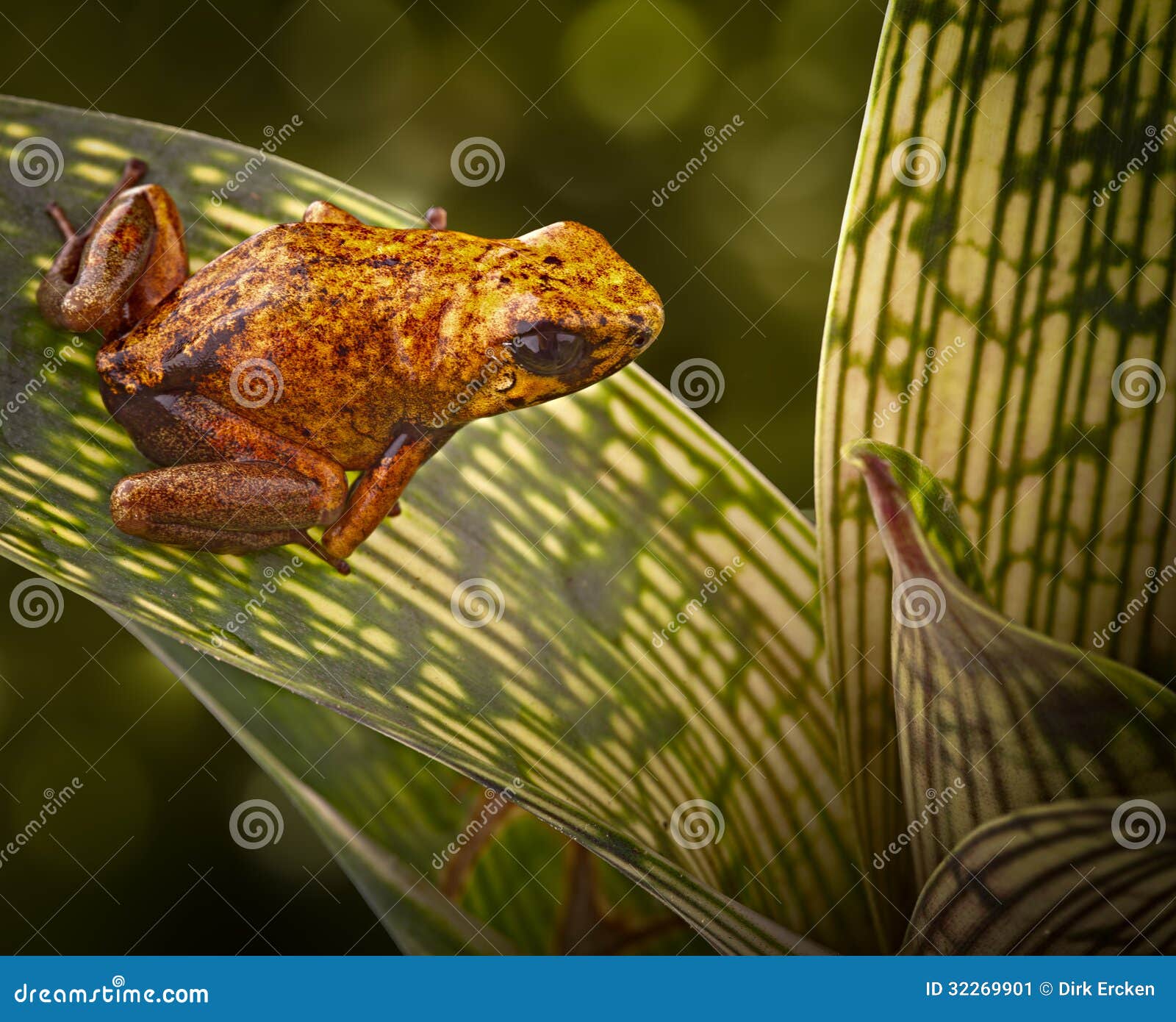 Peruvian El Amazonas De La Rana De La Flecha Del Veneno Imagen de ...