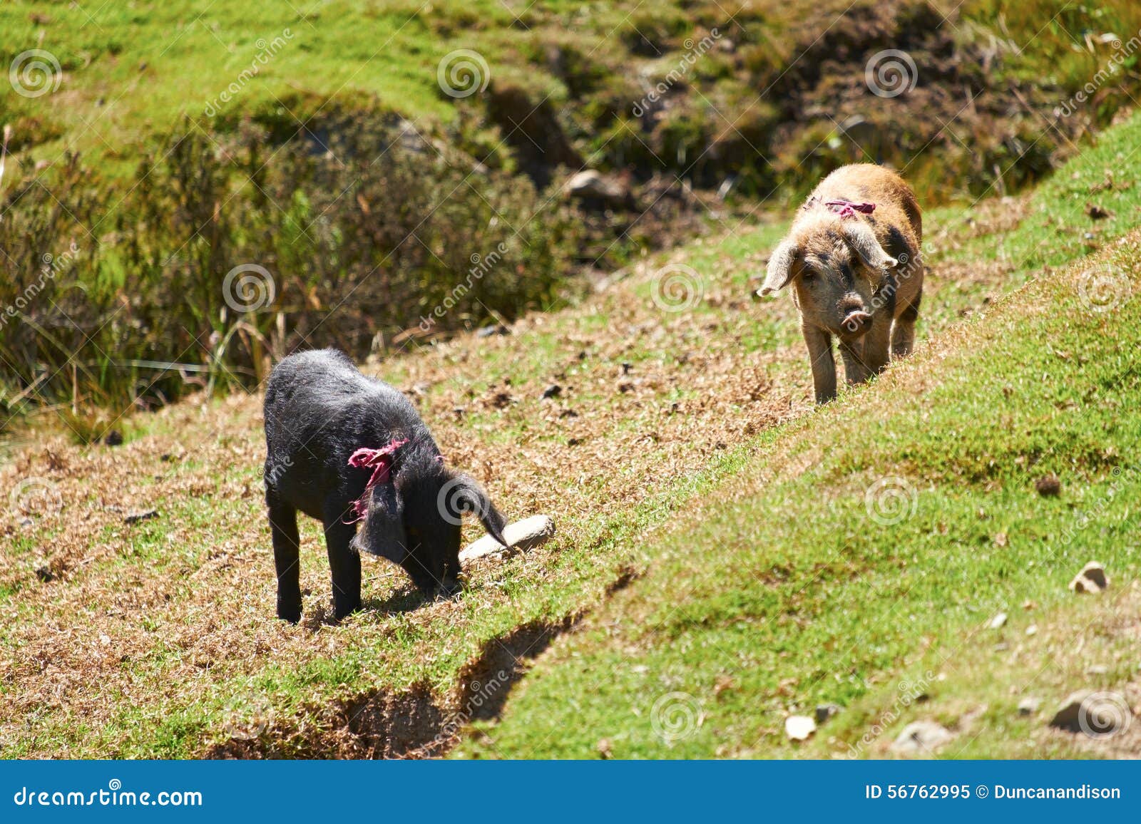 Peruvian Farmland stock image. Image of scenic, livestock - 56762995