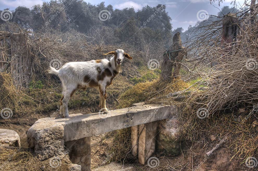 Peruvian Goat stock photo. Image of milk, brown, cute - 16613406