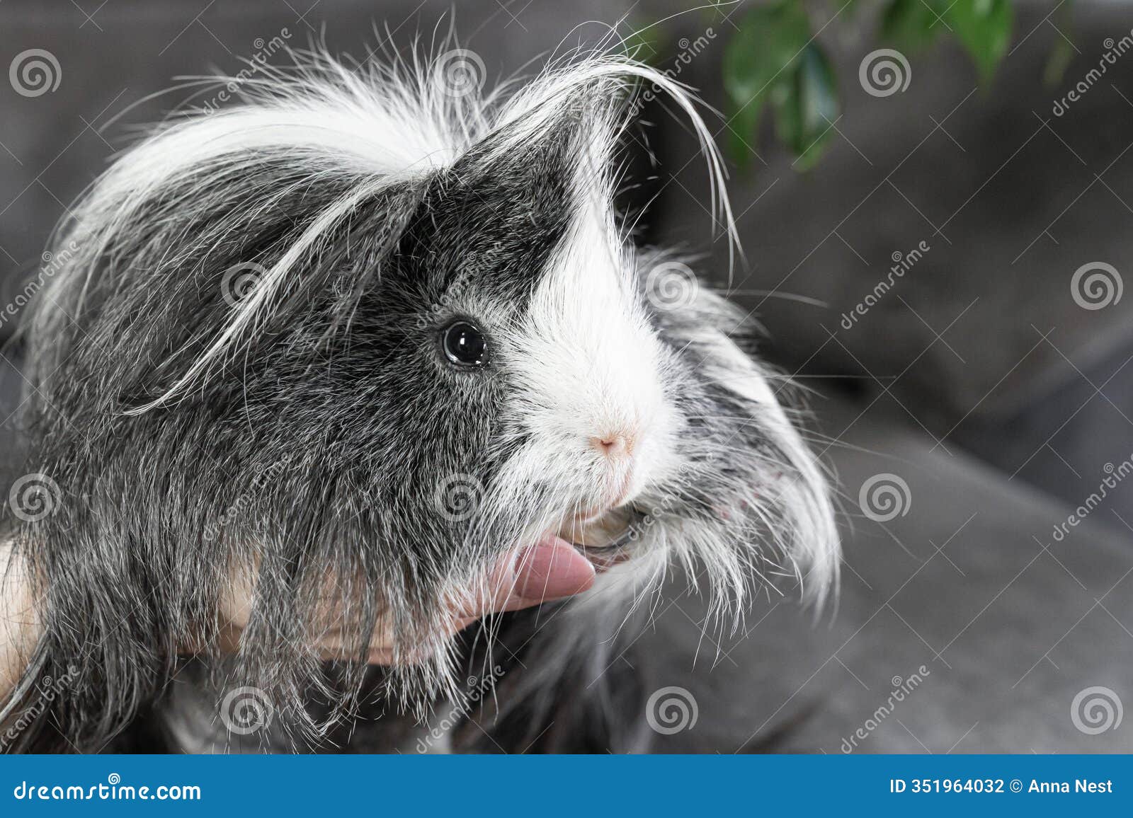 Peruvian Guinea Pig Sitting on Sofa Stock Photo - Image of mustache ...