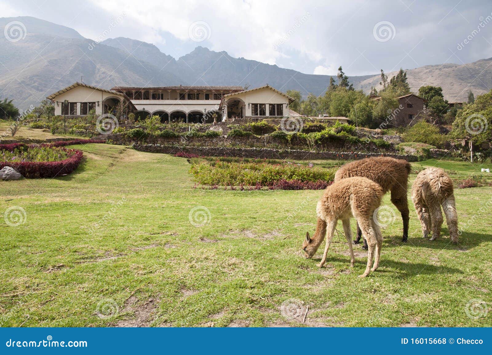 Hacienda Wood Tree Guanajuato Stock Photo | CartoonDealer.com #3502044