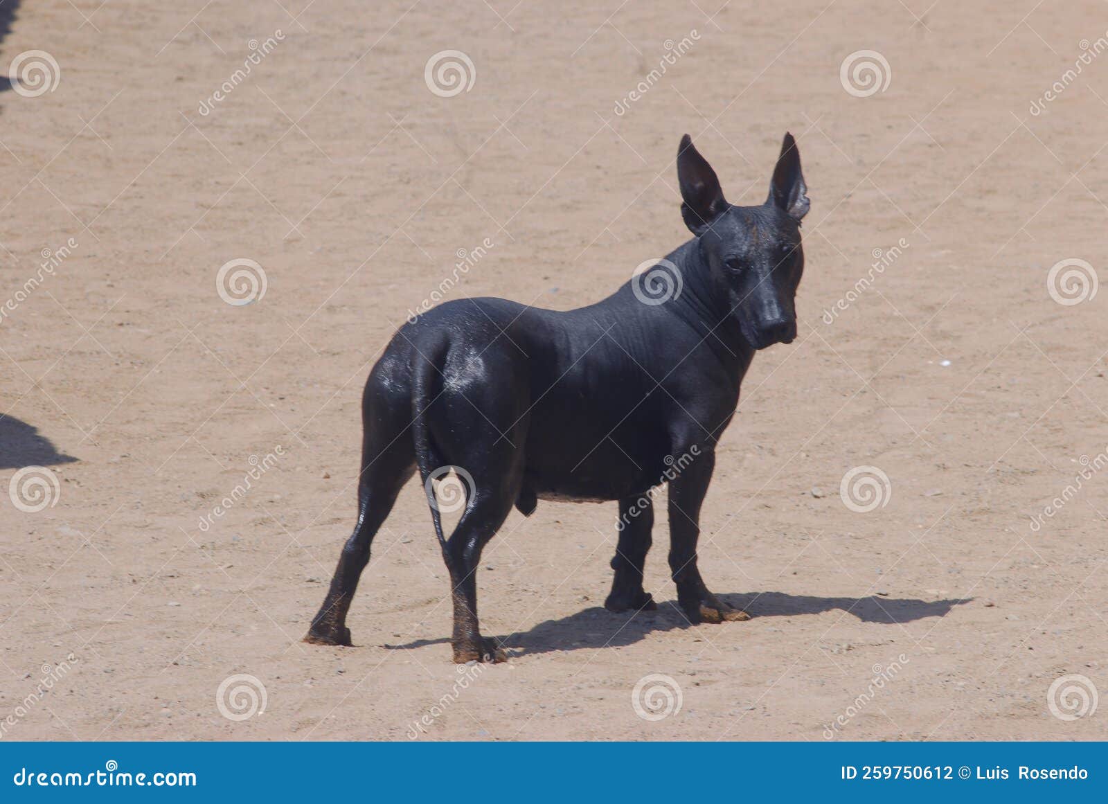 Peruvian Hairless dog stock photo. Image of stallion - 259750612