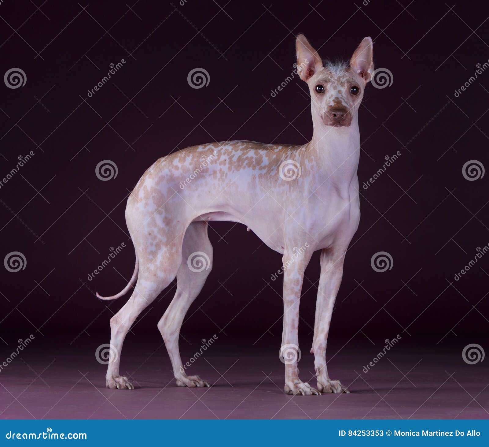 Peruvian hairless dog stock image. Image of domestic - 84253353