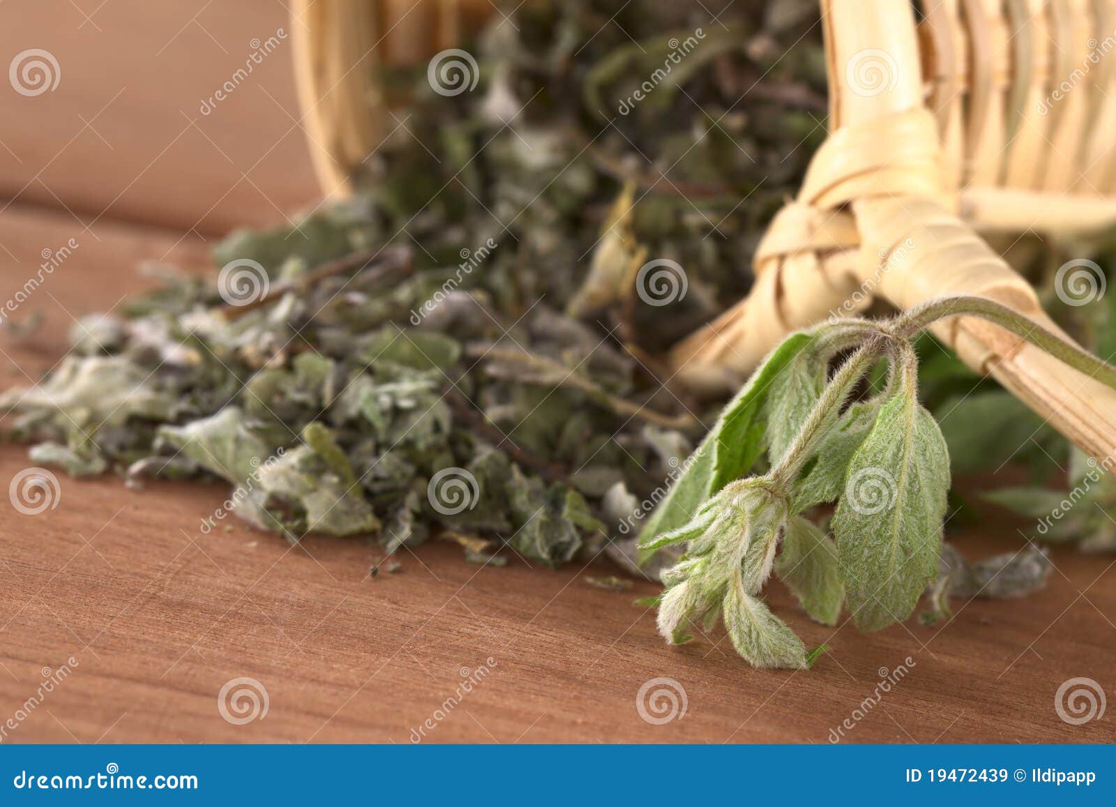 Peruvian Herb Called Muna stock image. Image of digestive - 19472439