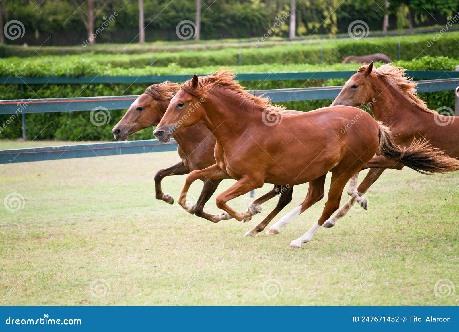 Peruvian Horses Running Free Stock Photo - Image of brown, farm: 247671452