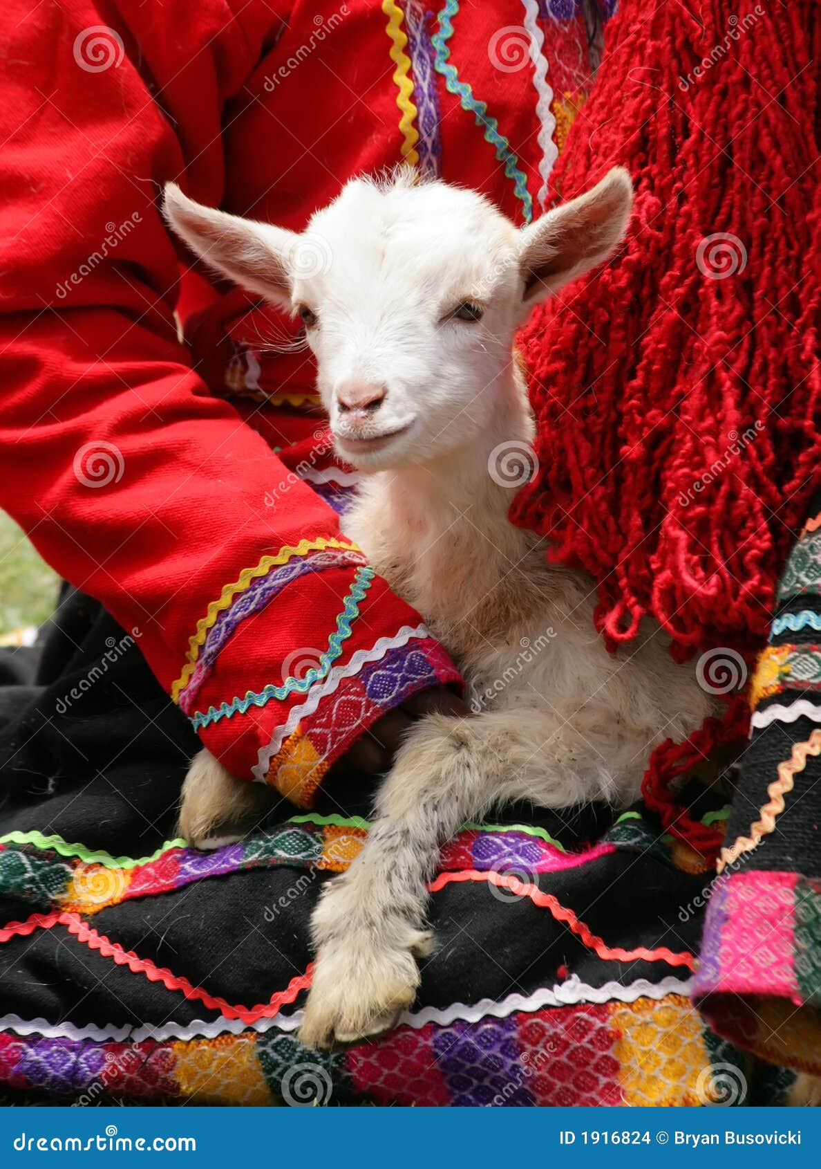 Peruvian Lamb stock photo. Image of peru, fiber, south - 1916824