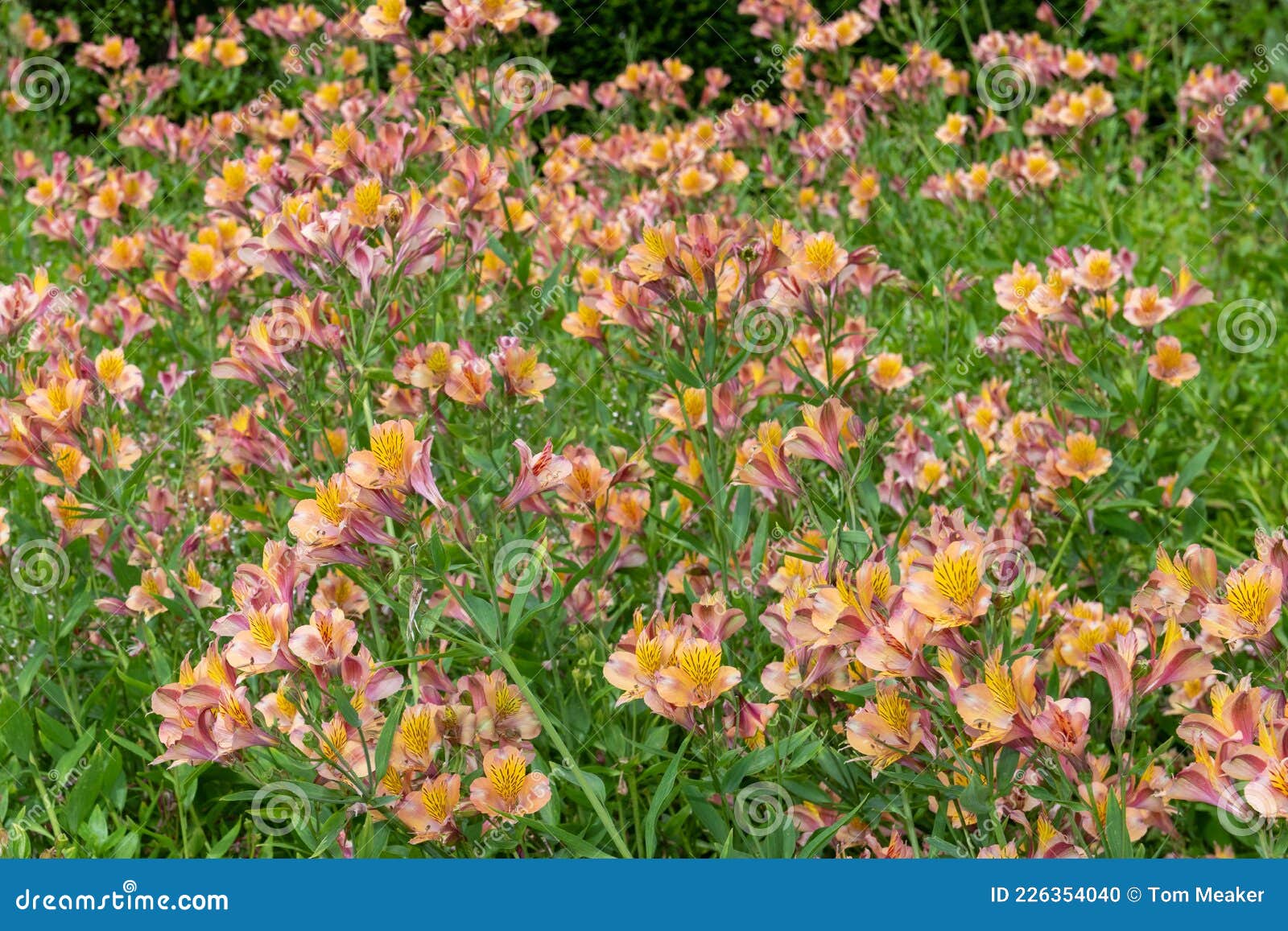 Peruvian lilies stock photo. Image of floral, beauty - 226354040