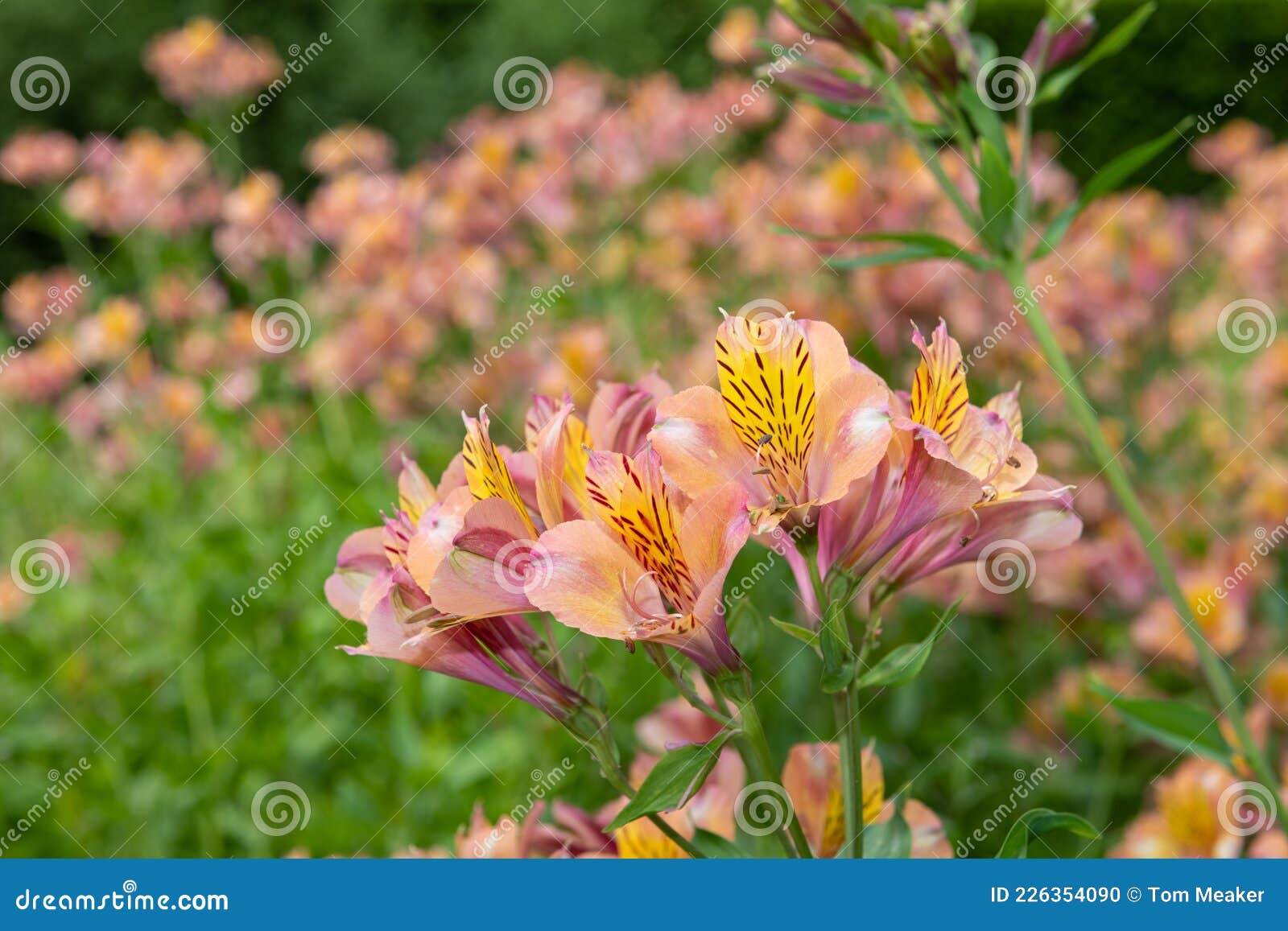 Peruvian lilies stock photo. Image of fresh, alstroemeria - 226354090