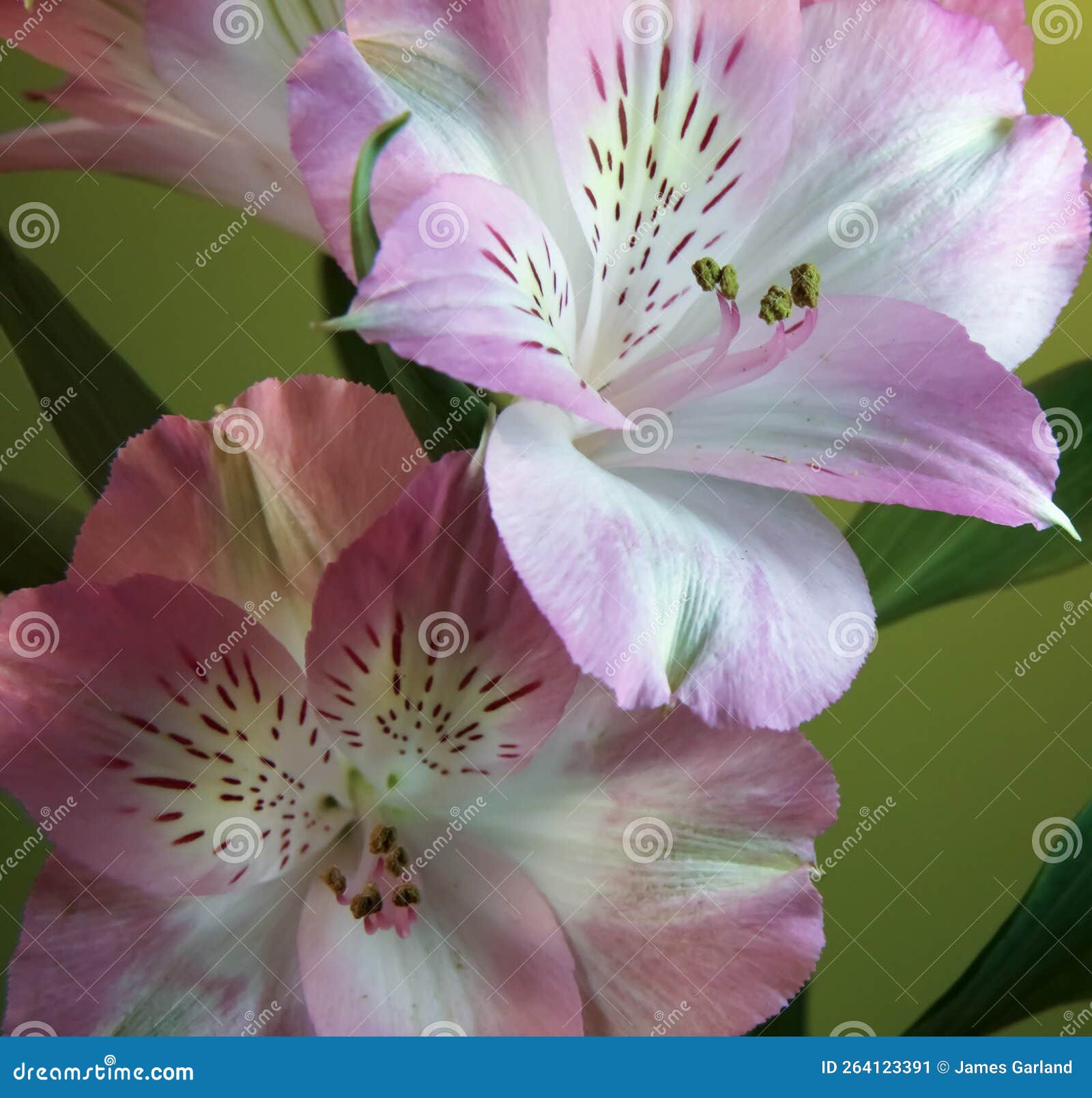 Peruvian lilies stock image. Image of peruvian, blooms - 264123391