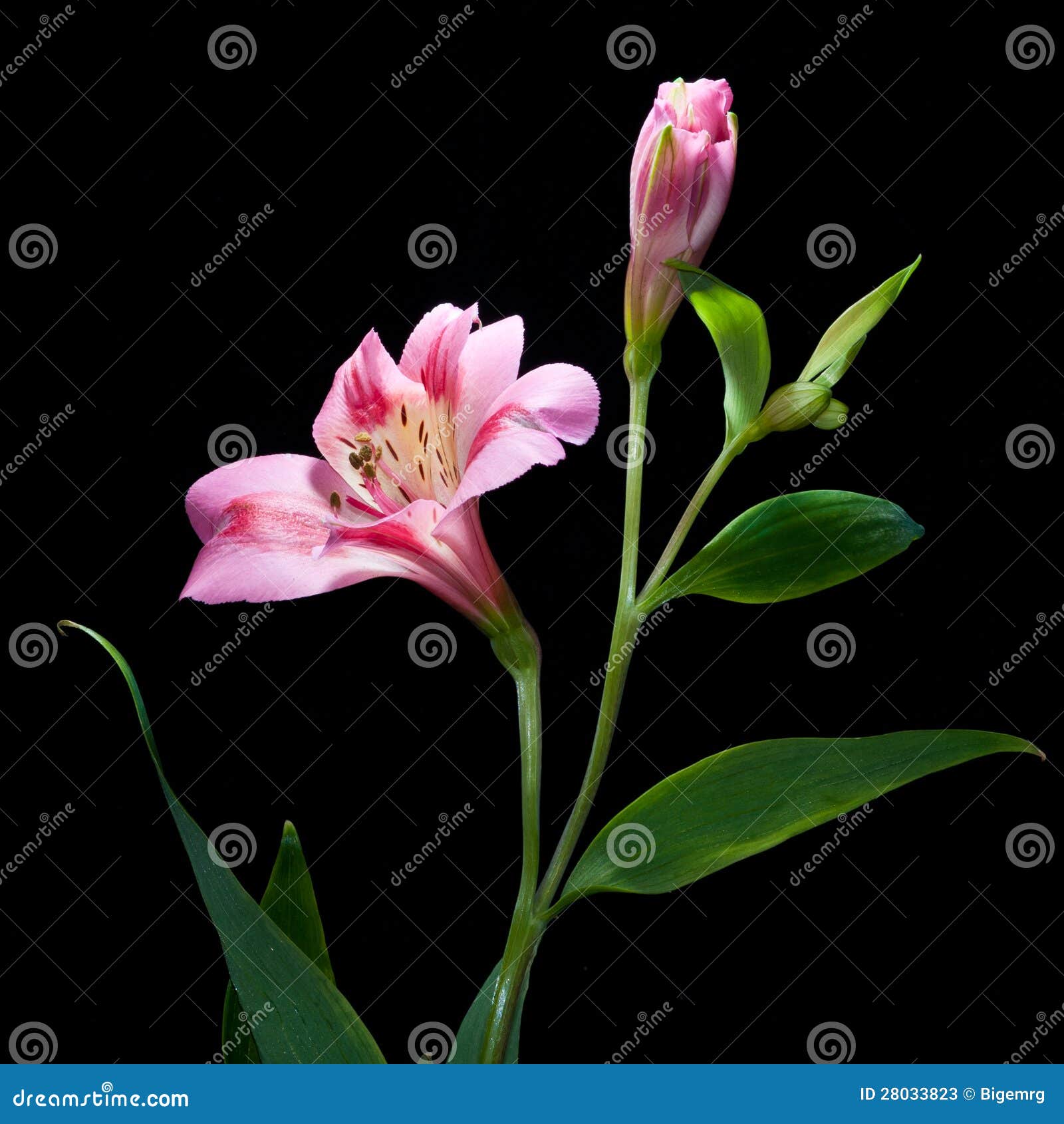 Peruvian Lily stock image. Image of yellow, square, anther - 28033823