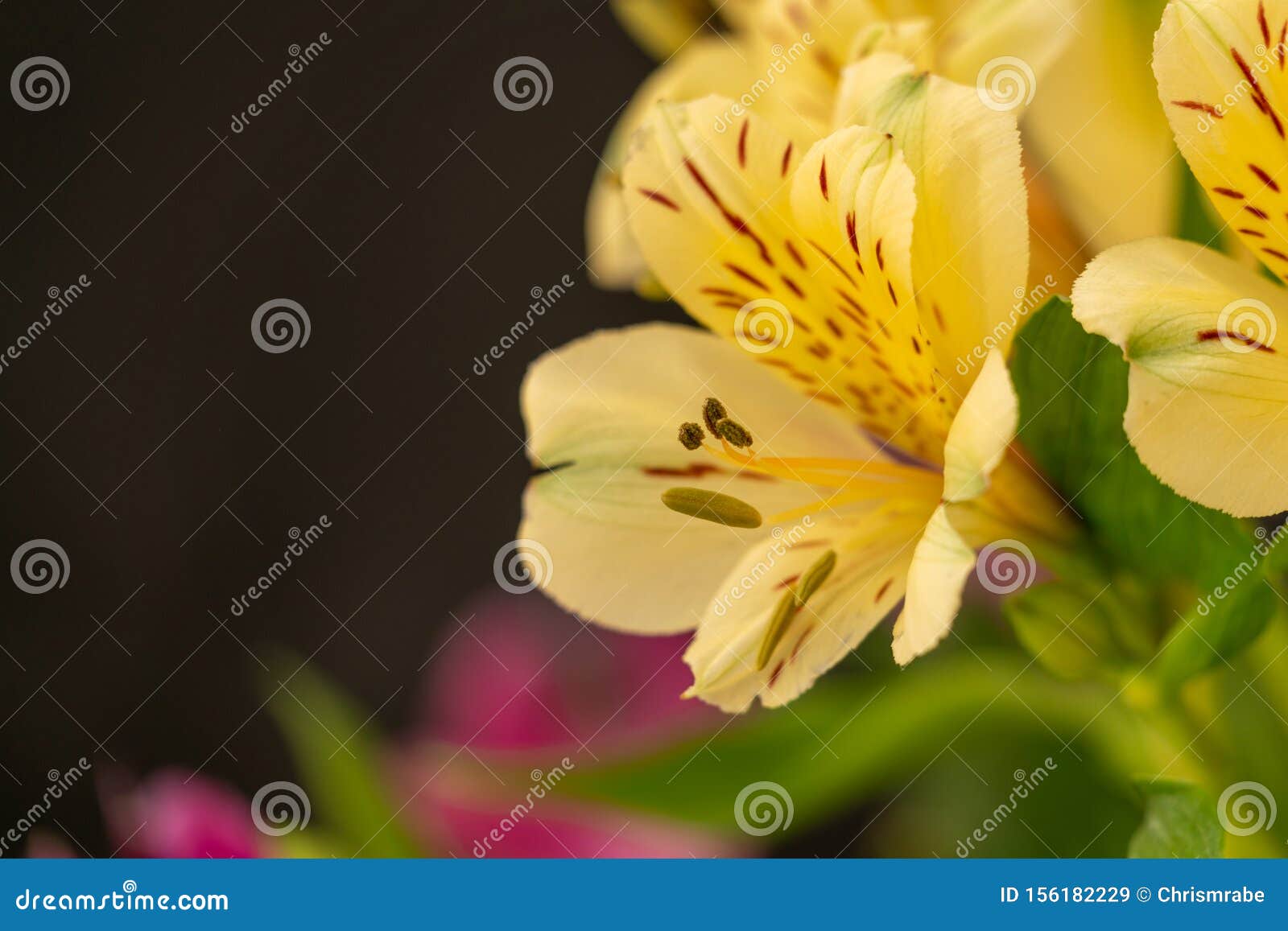 A Peruvian Lily Flower in Yellow Stock Image - Image of plant, flowers ...