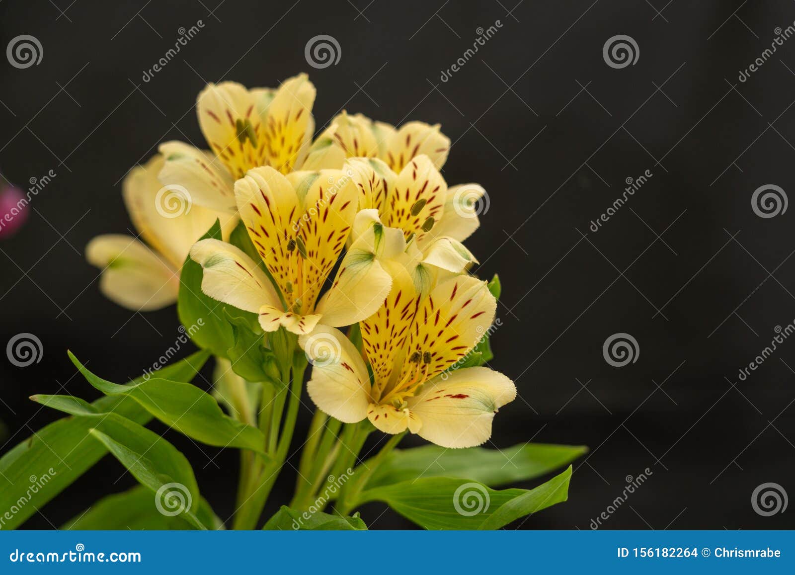 A Peruvian Lily Flower in Yellow Stock Photo - Image of flowers, lily ...